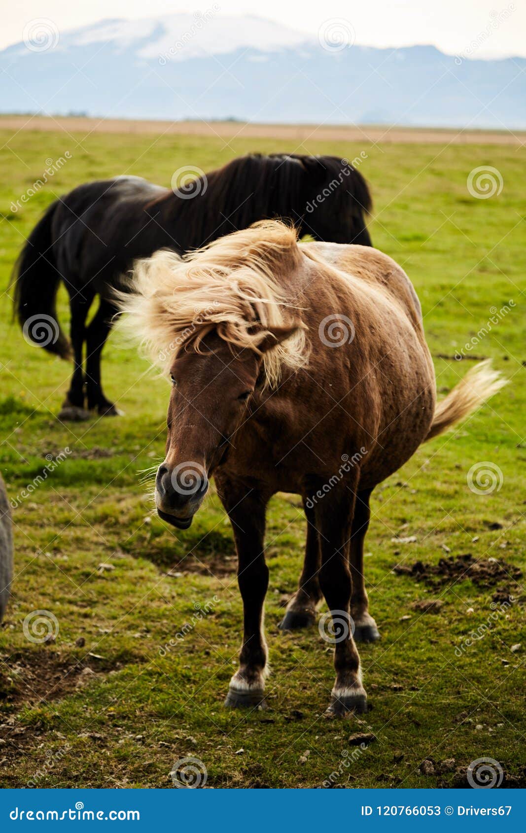 Cavalos Loucos Fotos De Stock - Baixe 7 Fotos Royalty Free