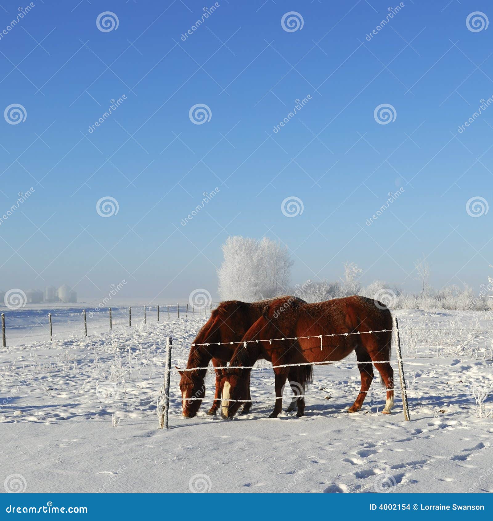 Cavalos No Pasto Do Inverno Foto de Stock - Imagem de paisagem, cena ...
