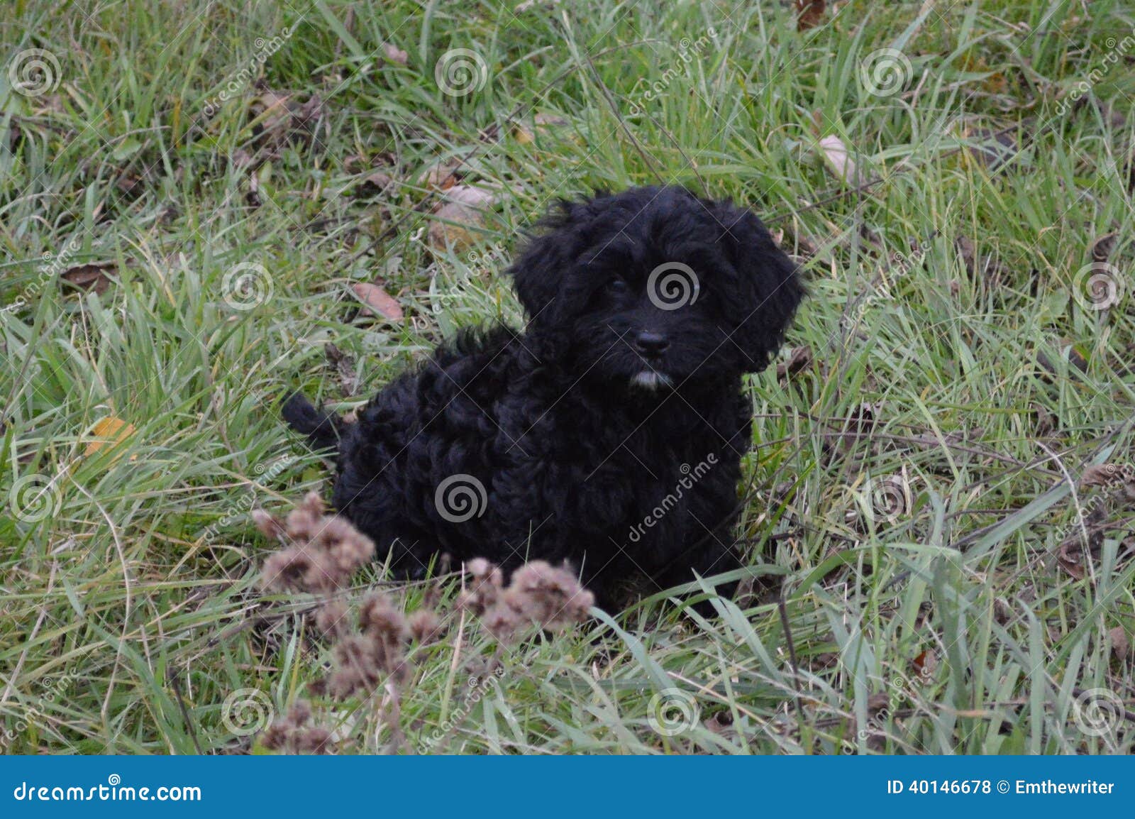 Black Cavapoo Stock Photos - Free & Royalty-Free Stock Photos from ...
