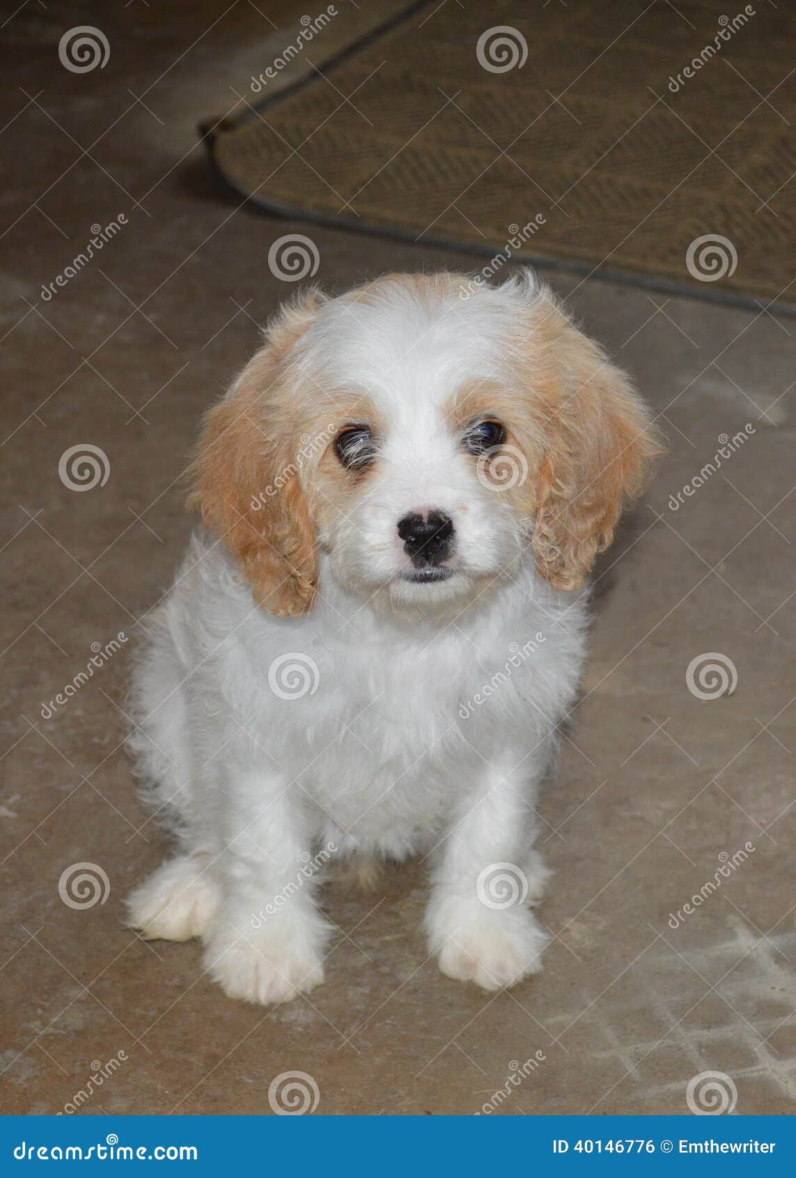 Blenheim Cavapoo Stock Photos - Free & Royalty-Free Stock Photos from ...