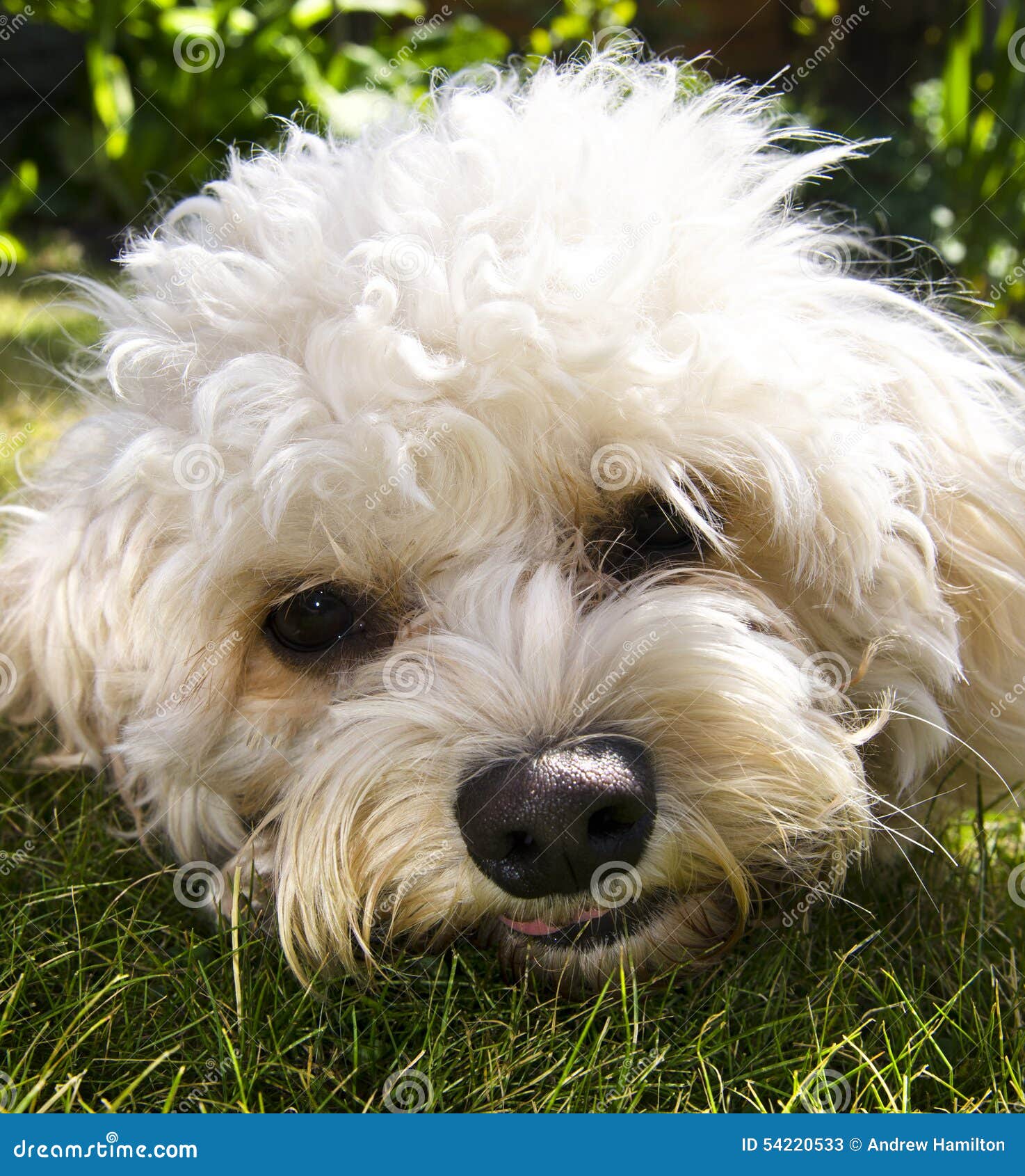 Cavapoo Dog - Face shot stock image. Image of snout, face - 54220533