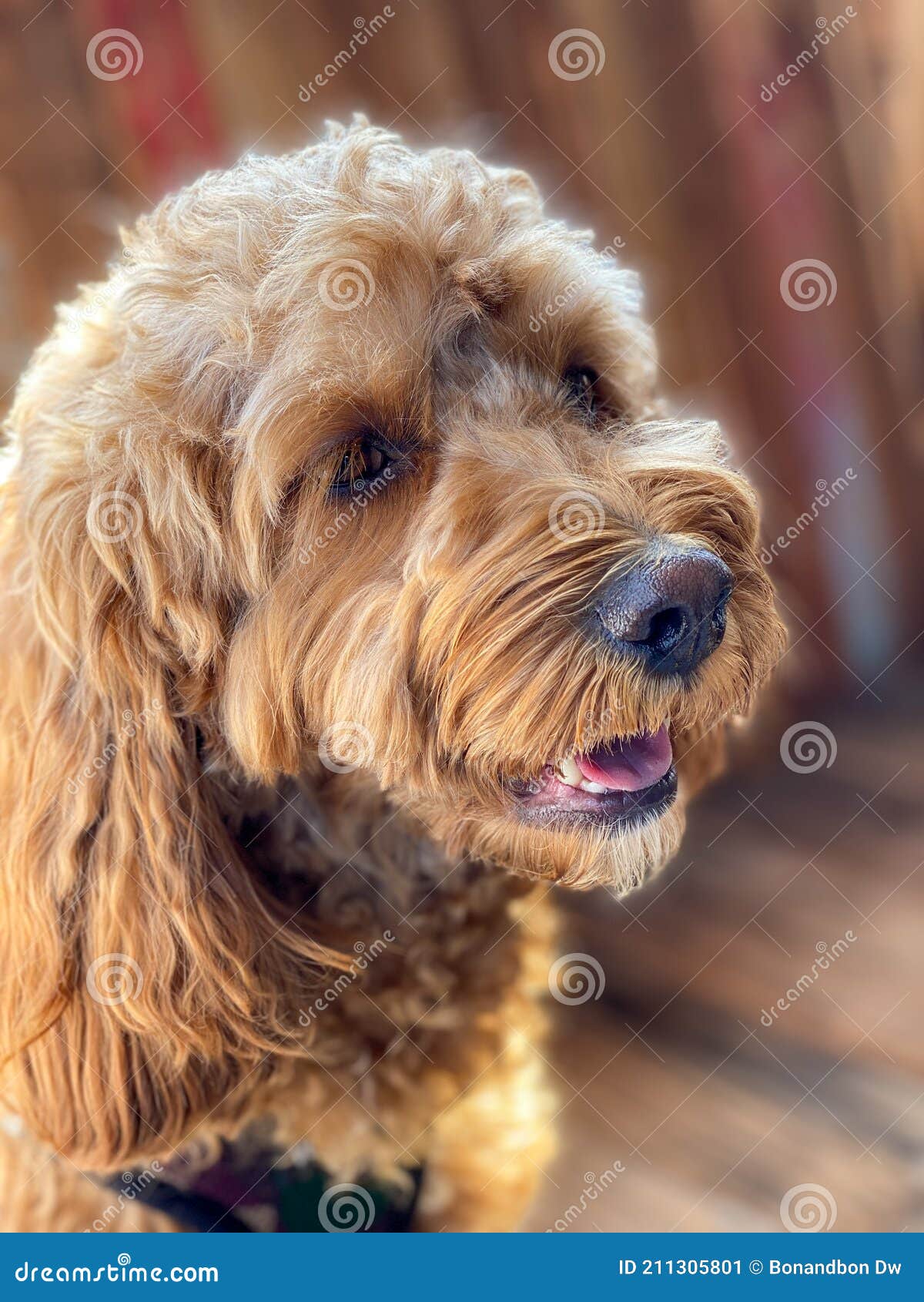 Cavapoo Dog, Mixed -breed of Cavalier King Charles Spaniel and Poodle ...