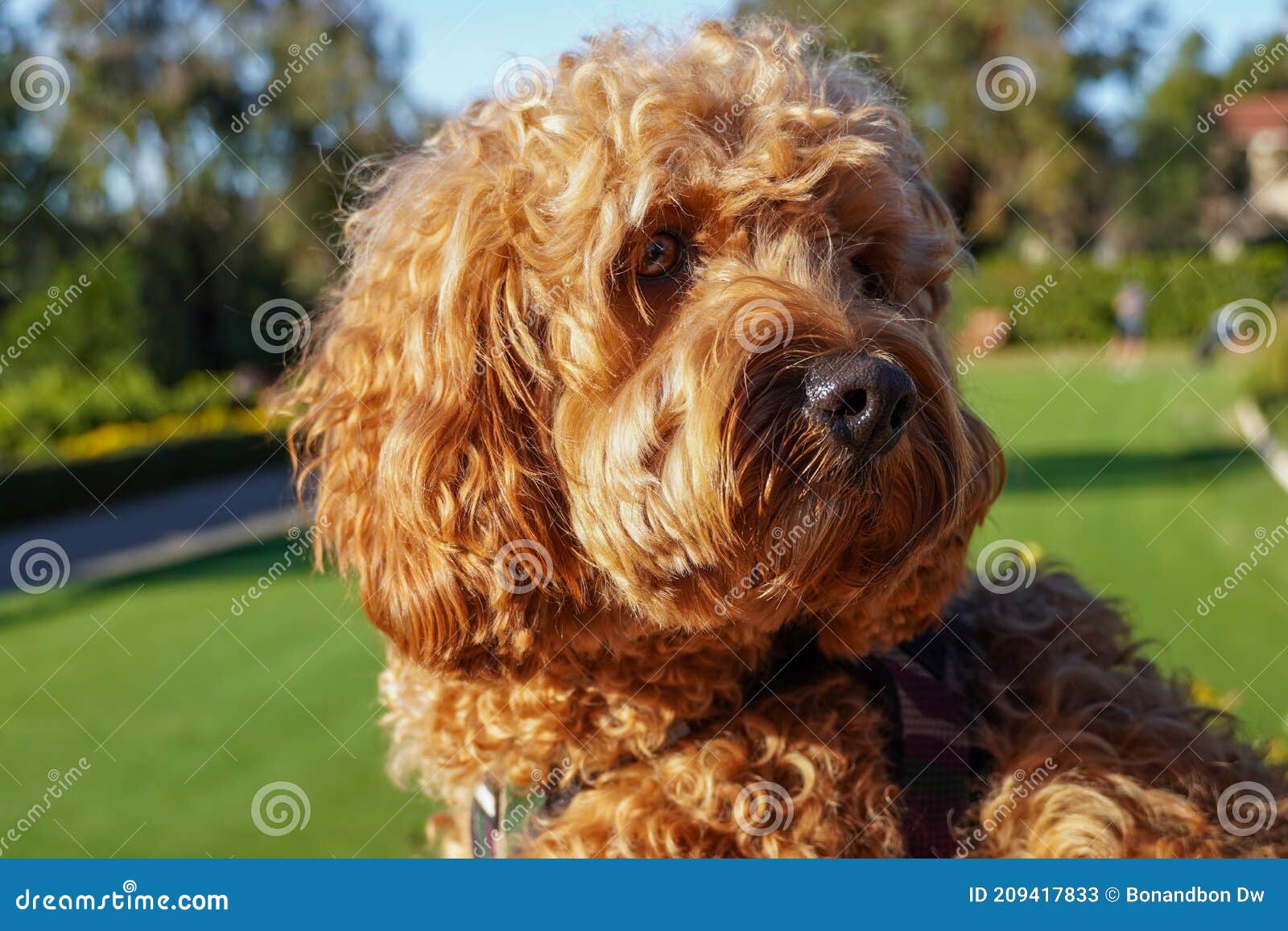Cavapoo Dog at the Park, Mixed -breed of Cavalier King Charles Spaniel ...