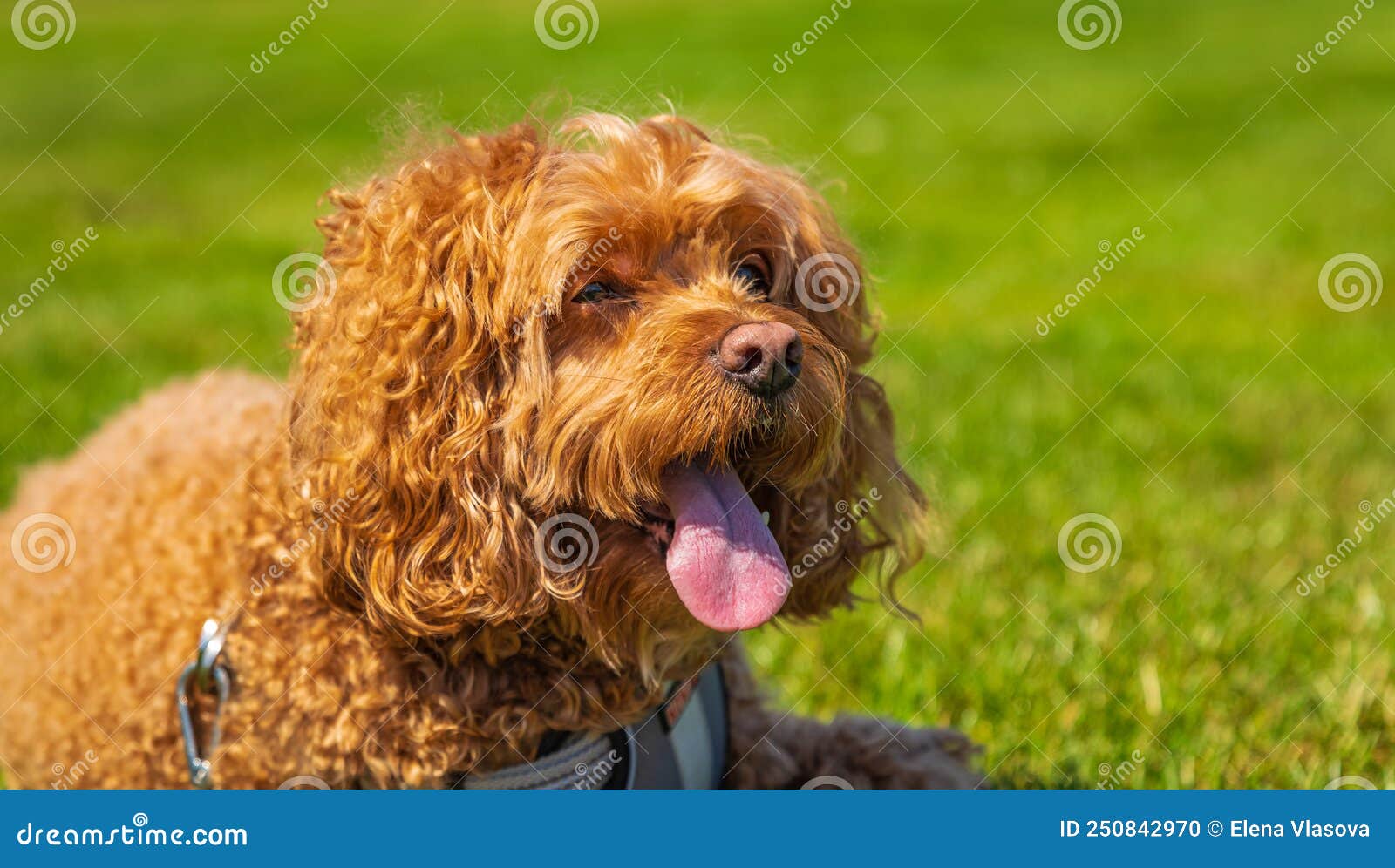 Cavapoo Dog in the Park on a Summer Sunny Day, Mixed, Breed of Cavalier ...