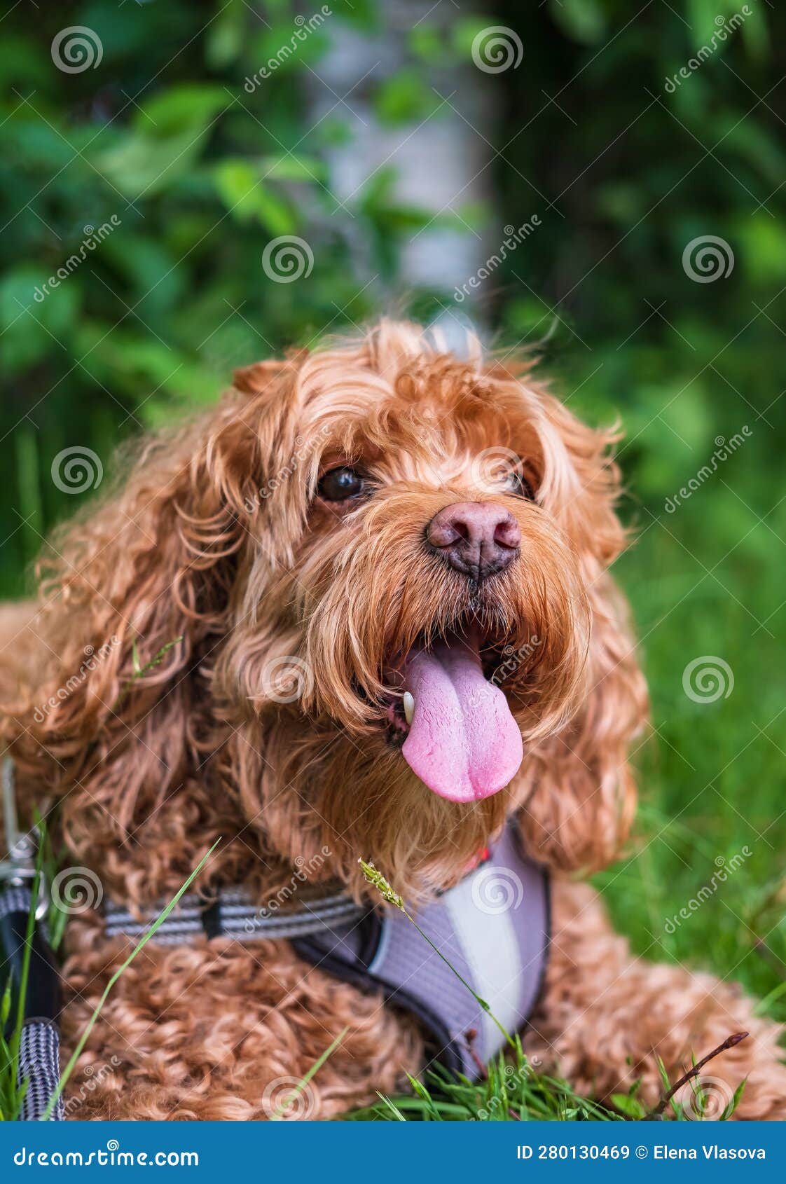 Cavapoo Dog in the Park on a Summer Sunny Day, Mixed, Breed of Cavalier ...