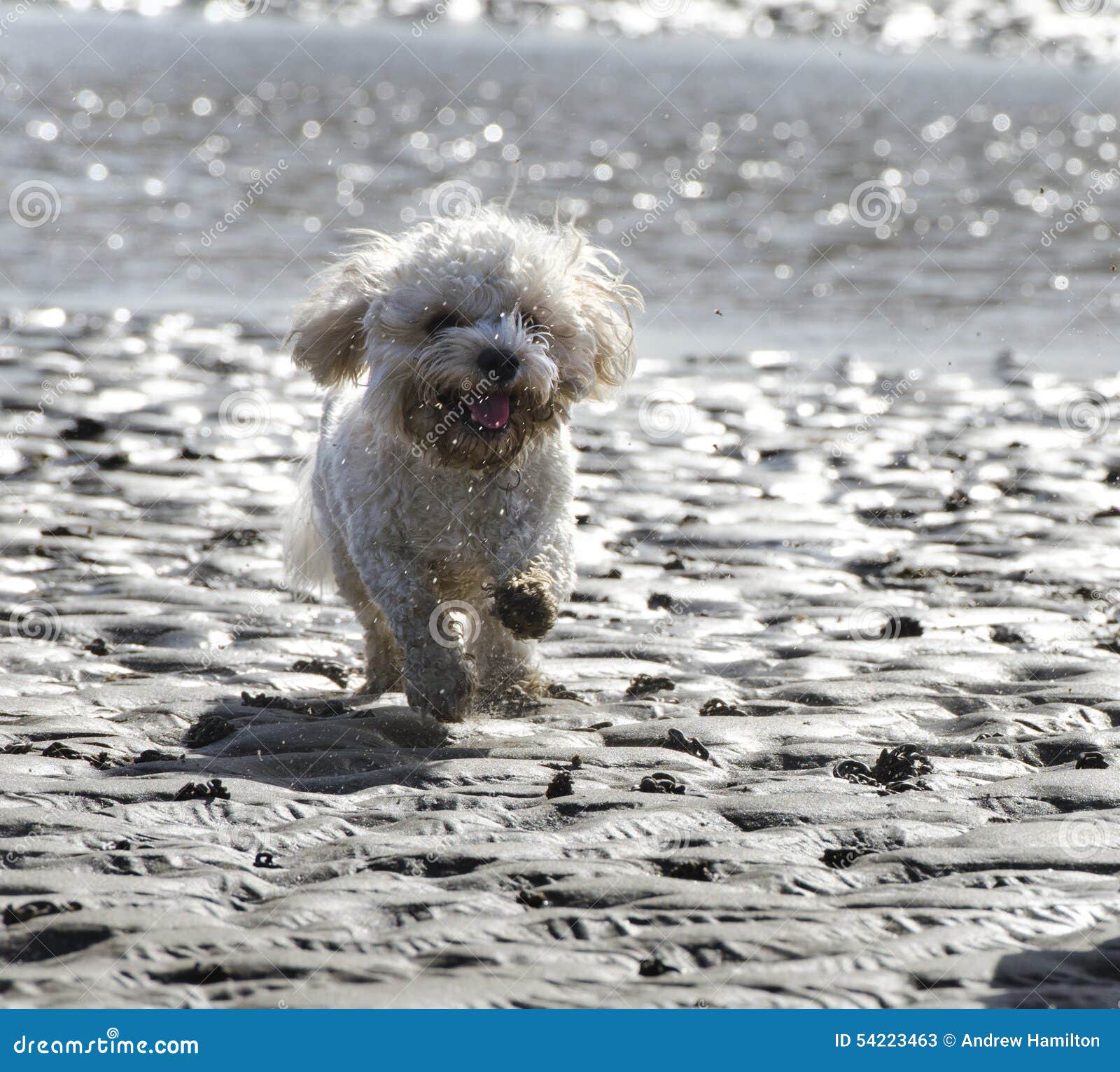 Is Sand Good For Dog Runs