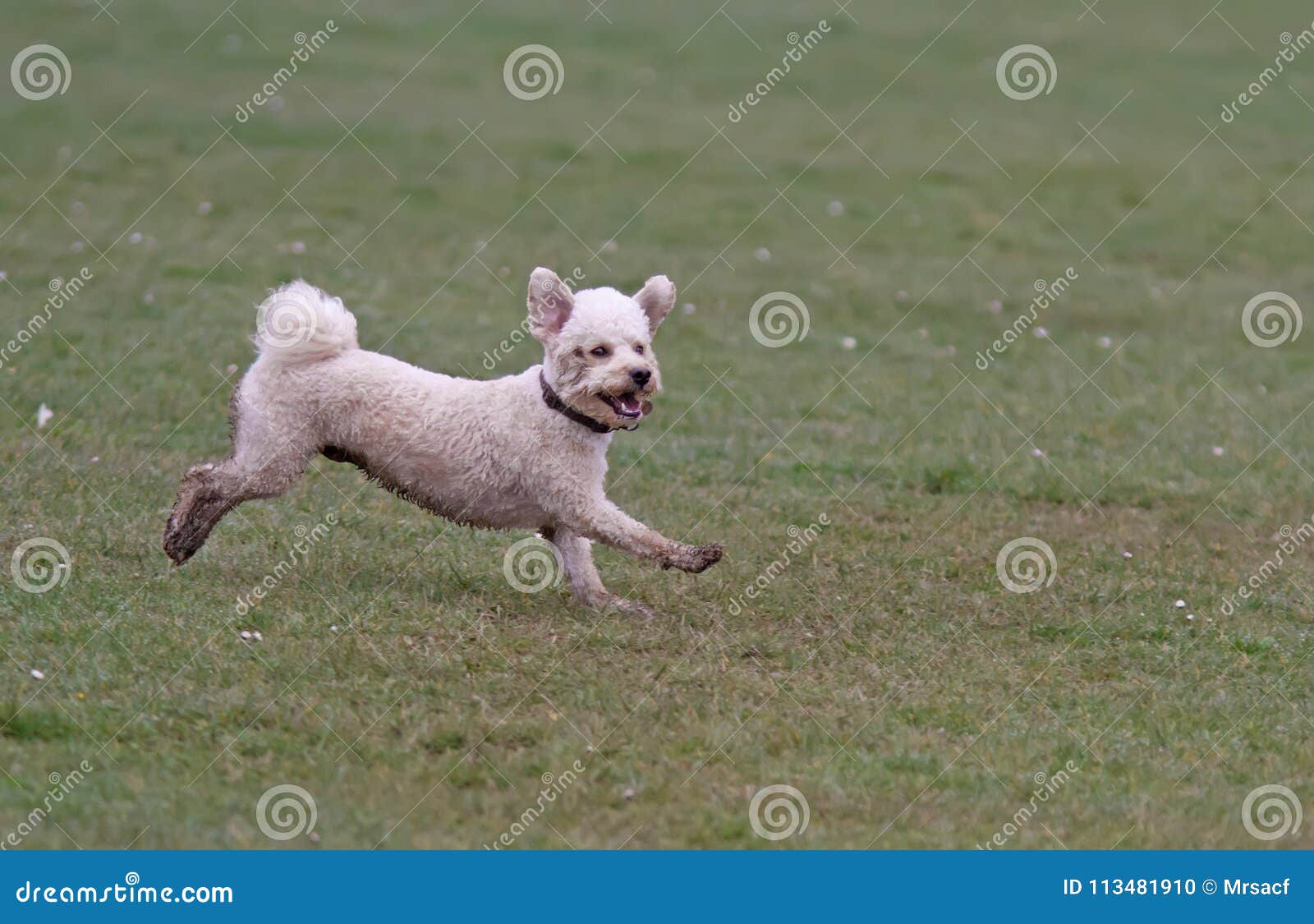 Cavapoo dog running stock photo. Image of happy, close - 113481910