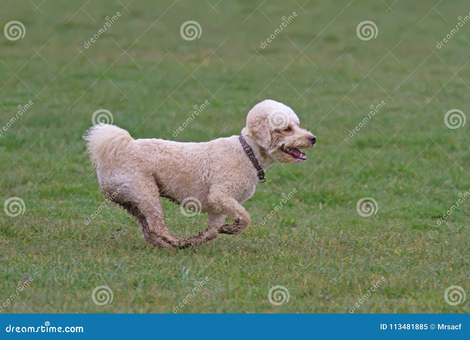 Cavapoo dog running stock image. Image of playing, canine - 113481885