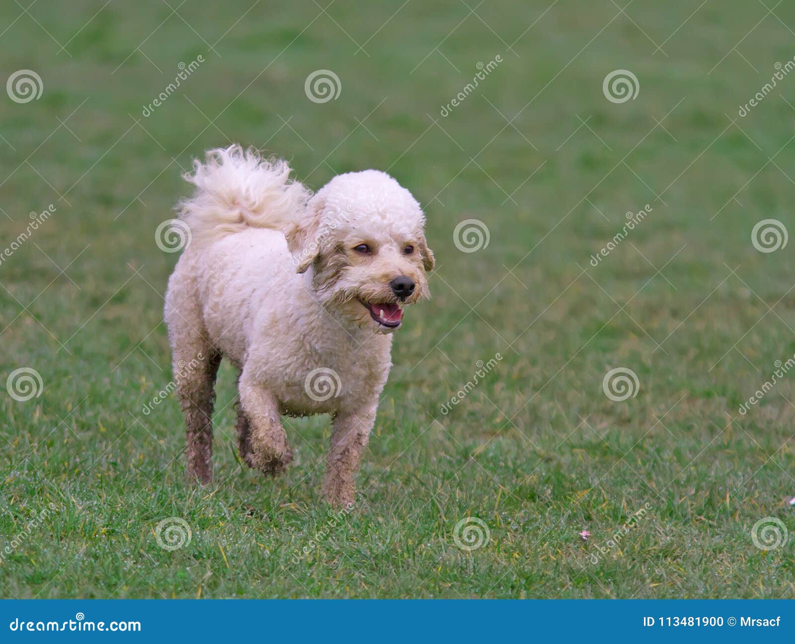 Cavapoo dog walking stock photo. Image of outdoors, portrait - 113481900