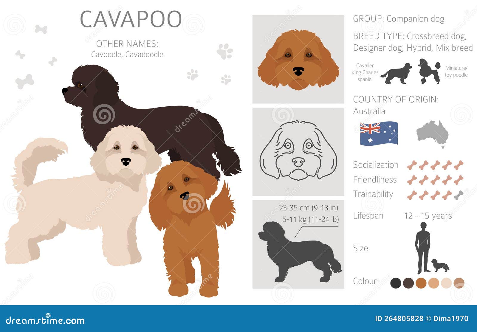Cavapoo Mix Breed Clipart. Different Poses, Coat Colors Set Stock ...