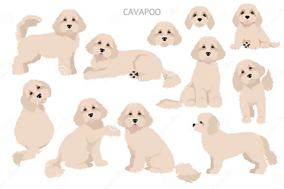 Cavapoo Mix Breed Clipart. Different Poses, Coat Colors Set Stock ...