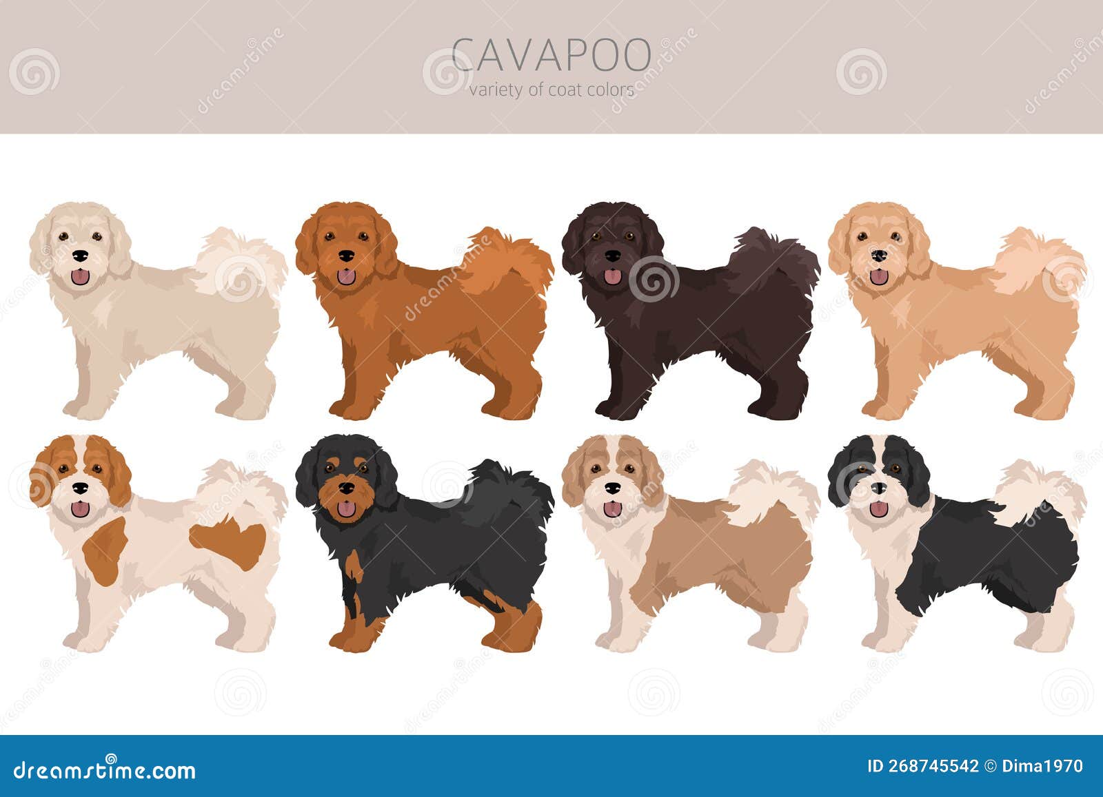 Cavapoo Mix Breed Clipart. Different Poses, Coat Colors Set Stock ...