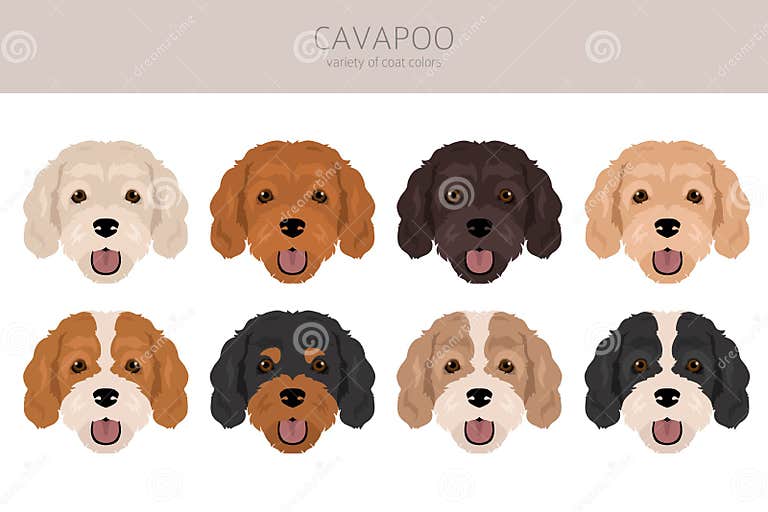 Cavapoo Mix Breed Clipart. Different Poses, Coat Colors Set Stock ...
