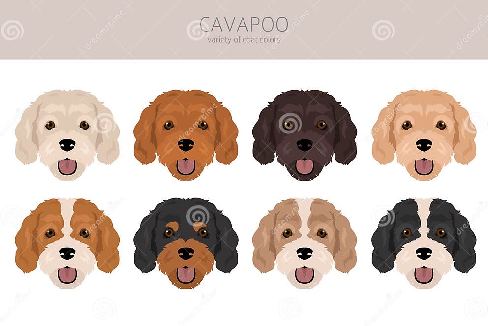 Cavapoo Mix Breed Clipart. Different Poses, Coat Colors Set Stock ...