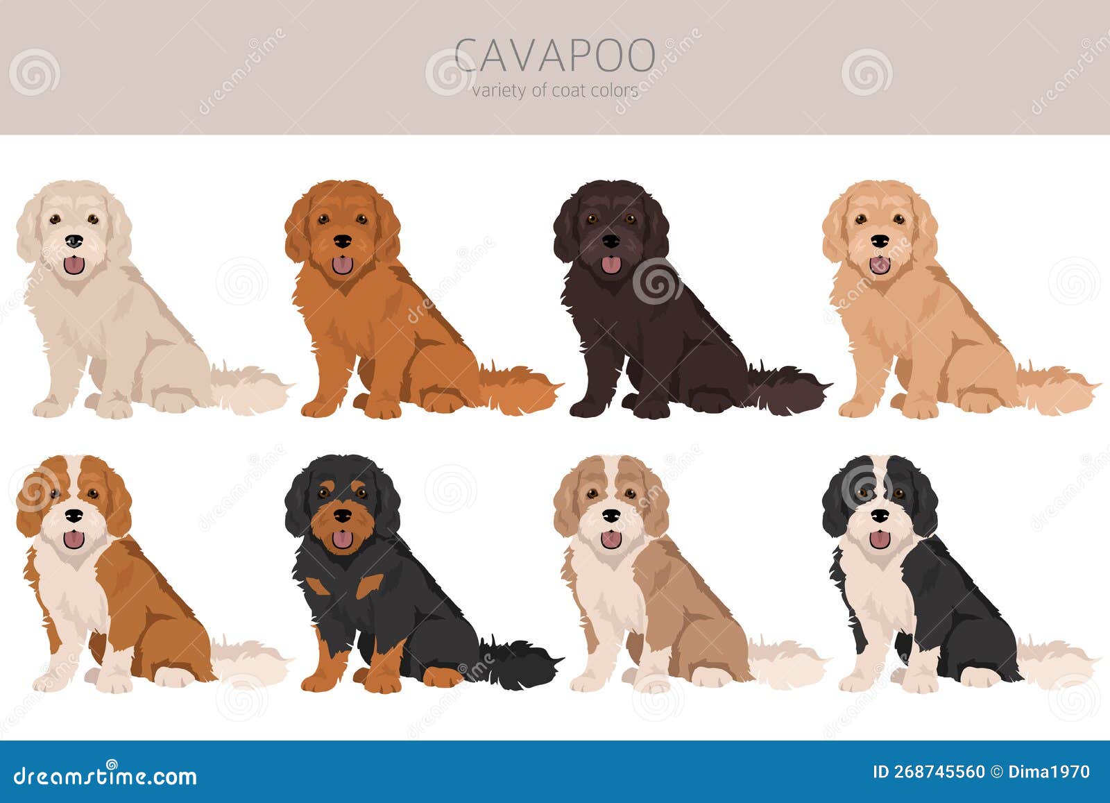 Cavapoo-mix, Clipart. Verschillende Stel Kleuren Op Vector Illustratie ...