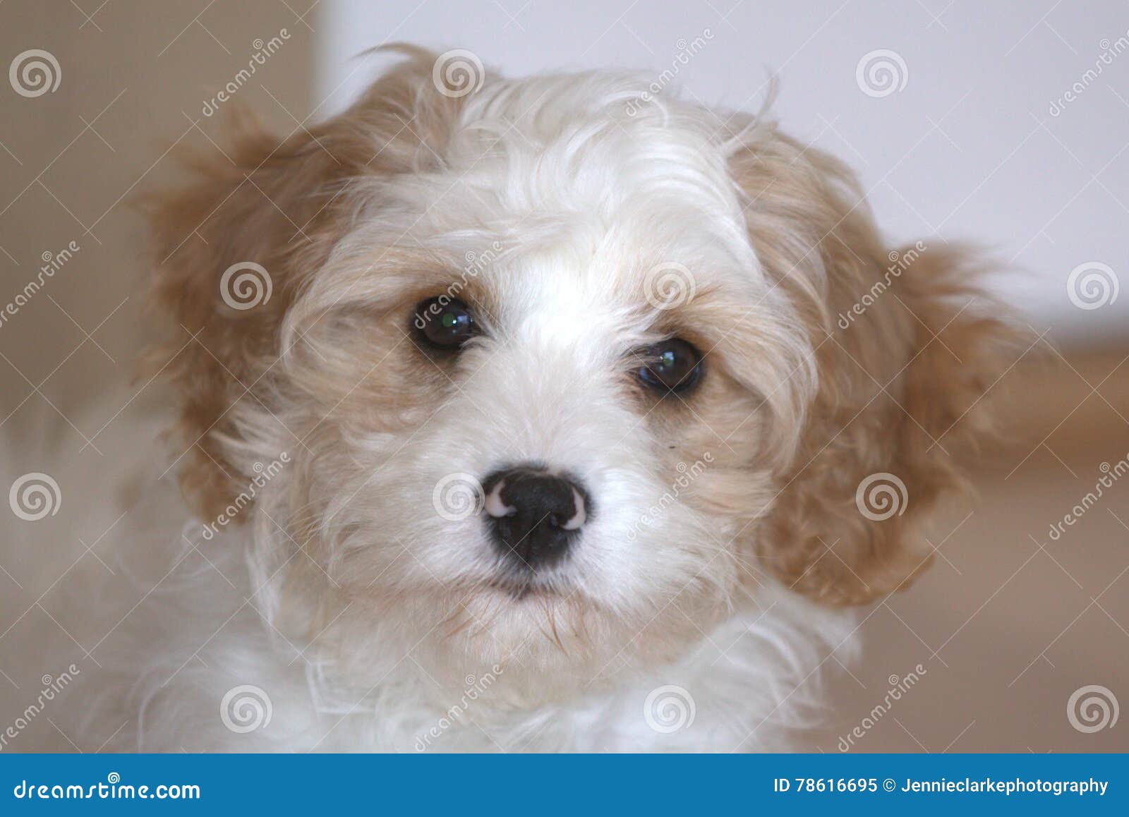 Cavapoo puppy stock image. Image of designer, close, puppy - 78616695