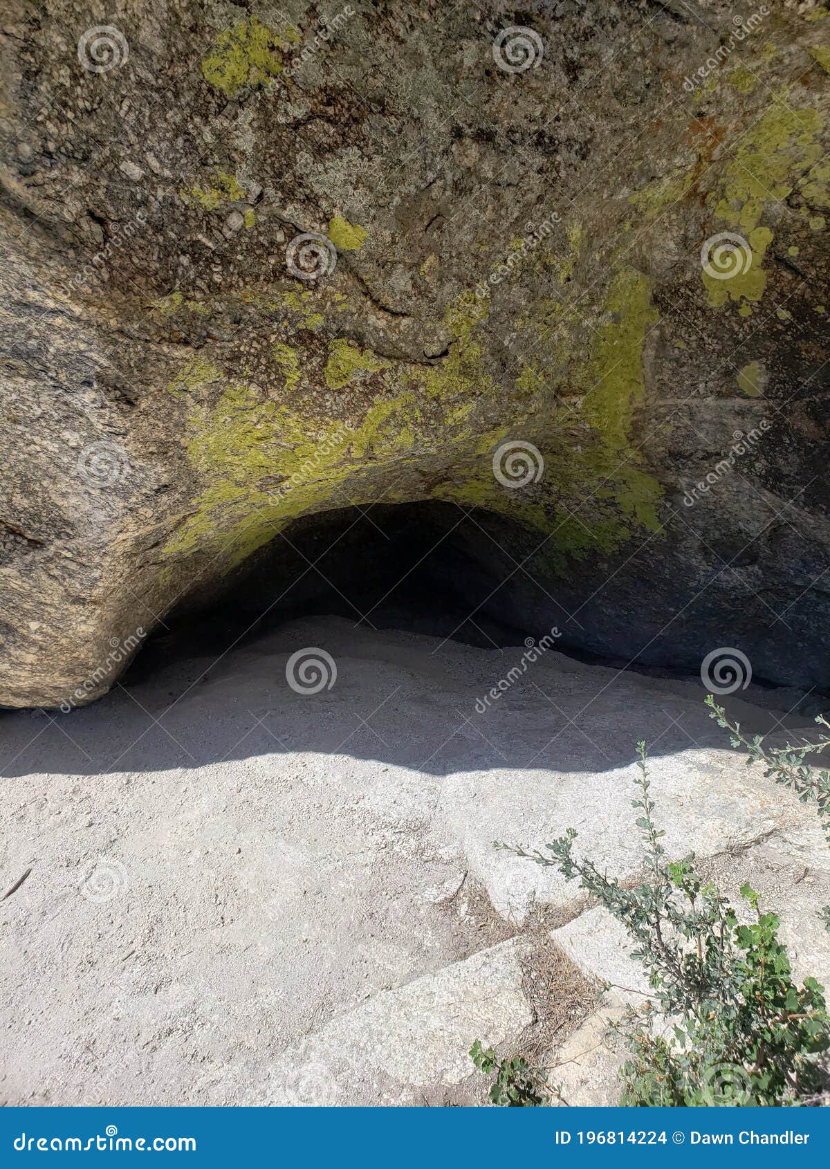 Cave animal den stock photo. Image of trunk, wilderness - 196814224
