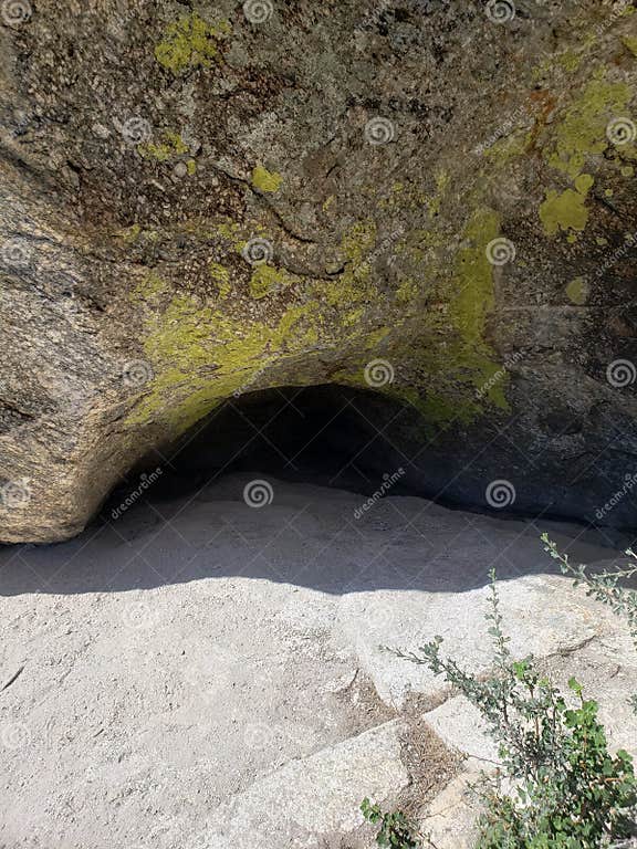 Cave animal den stock photo. Image of trunk, wilderness - 196814224