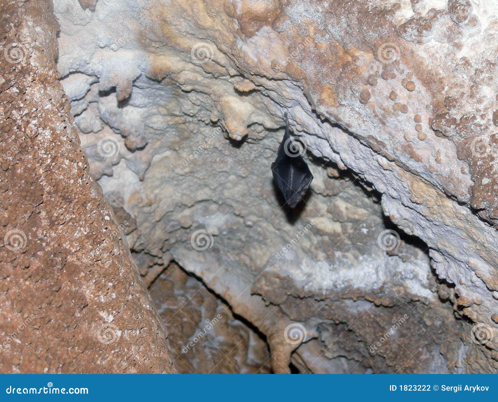 Cave Bat stock photo. Image of darkness, deep, stalactite - 1823222