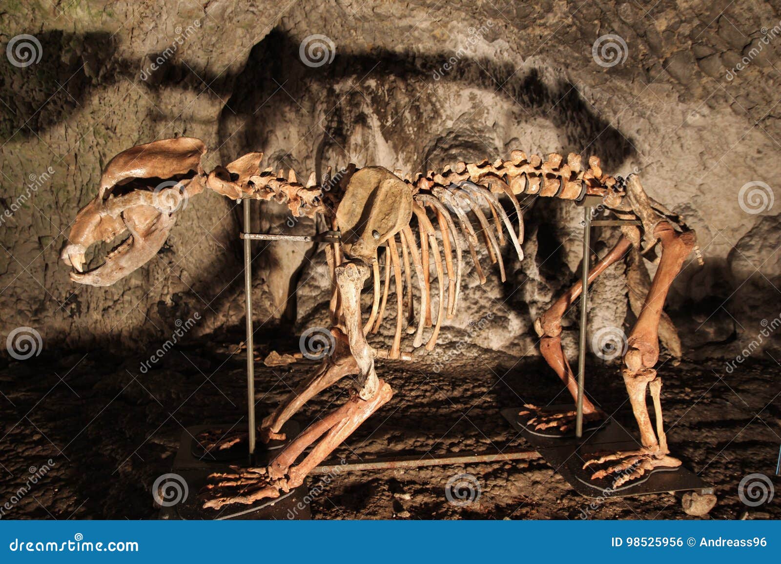 Cave Bear Skeleton Prehistoric Royalty-Free Stock Image | CartoonDealer ...