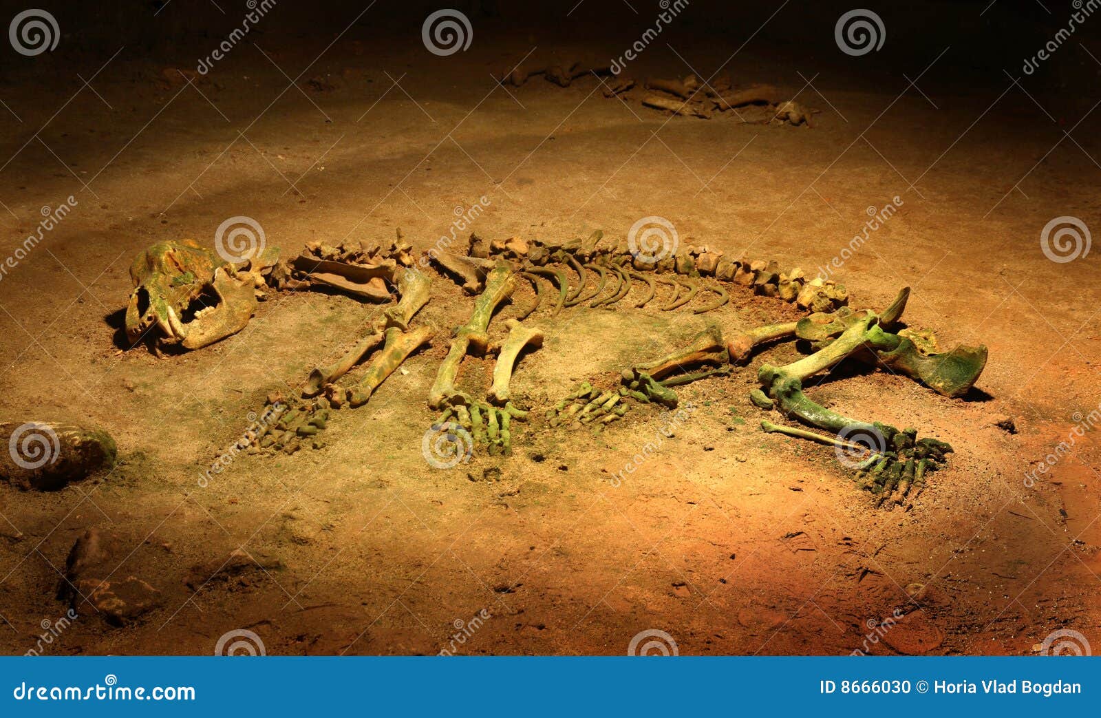 Cave Bear - Ursus Spelaeus - Skeleton Stock Photo - Image of ursus ...