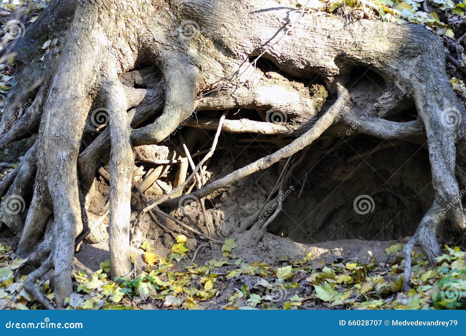 Cave Beast Under the Roots of Trees Stock Image - Image of background ...