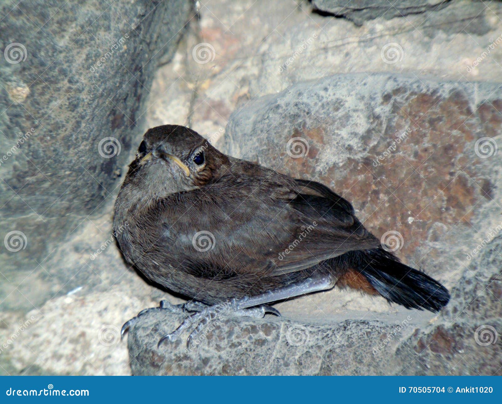 Cave Bird stock photo. Image of birds, scenery, wild - 70505704