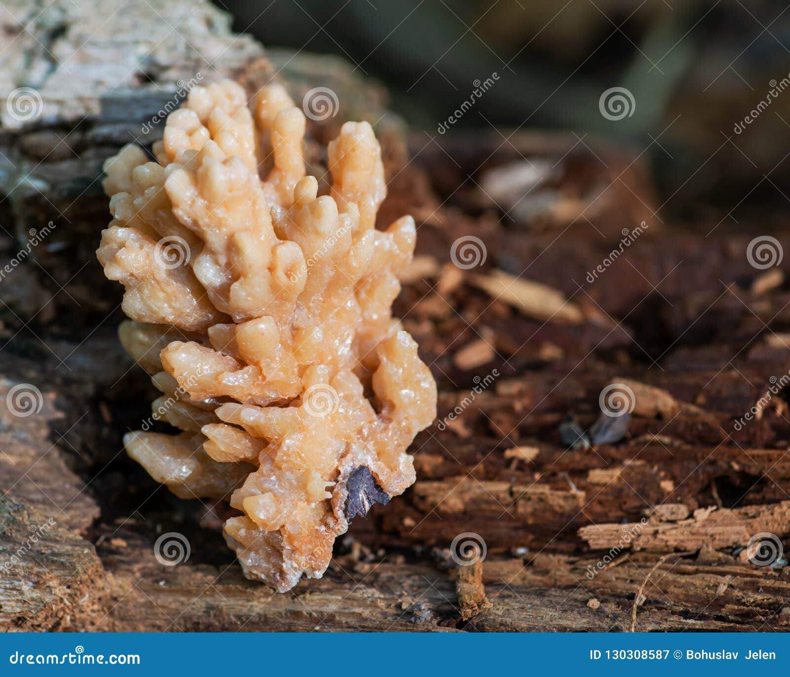 Cave Calcite Cluster from Morocco on a Tree Bark in the Forest Stock ...