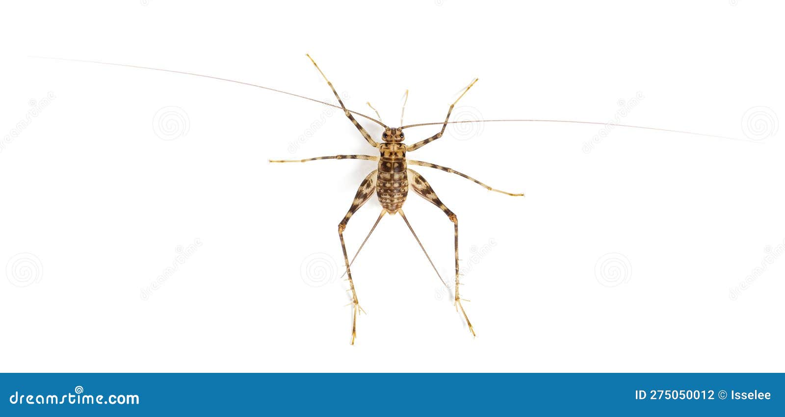 Cave Crickets , Rhaphidophoridae Specie, Isolated on White Stock Photo ...