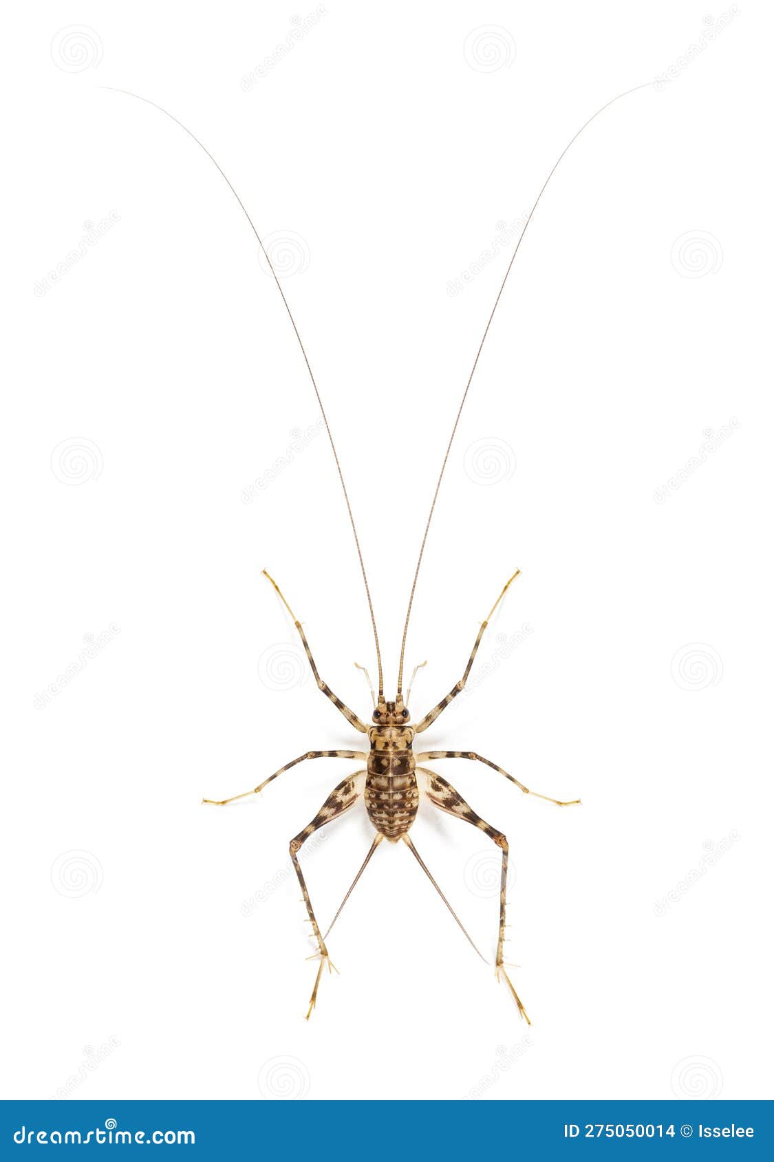 Cave Crickets , Rhaphidophoridae Specie, Isolated On White Royalty-Free ...