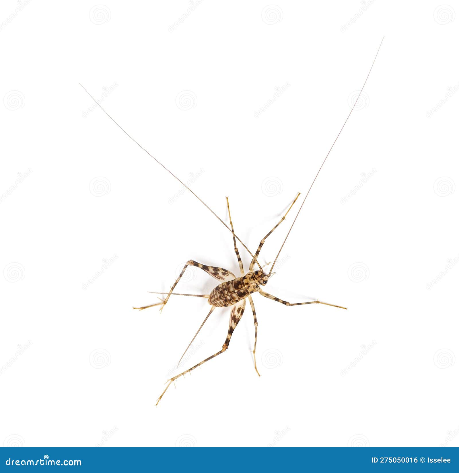 Cave Crickets , Rhaphidophoridae Specie, Isolated on White Stock Photo ...