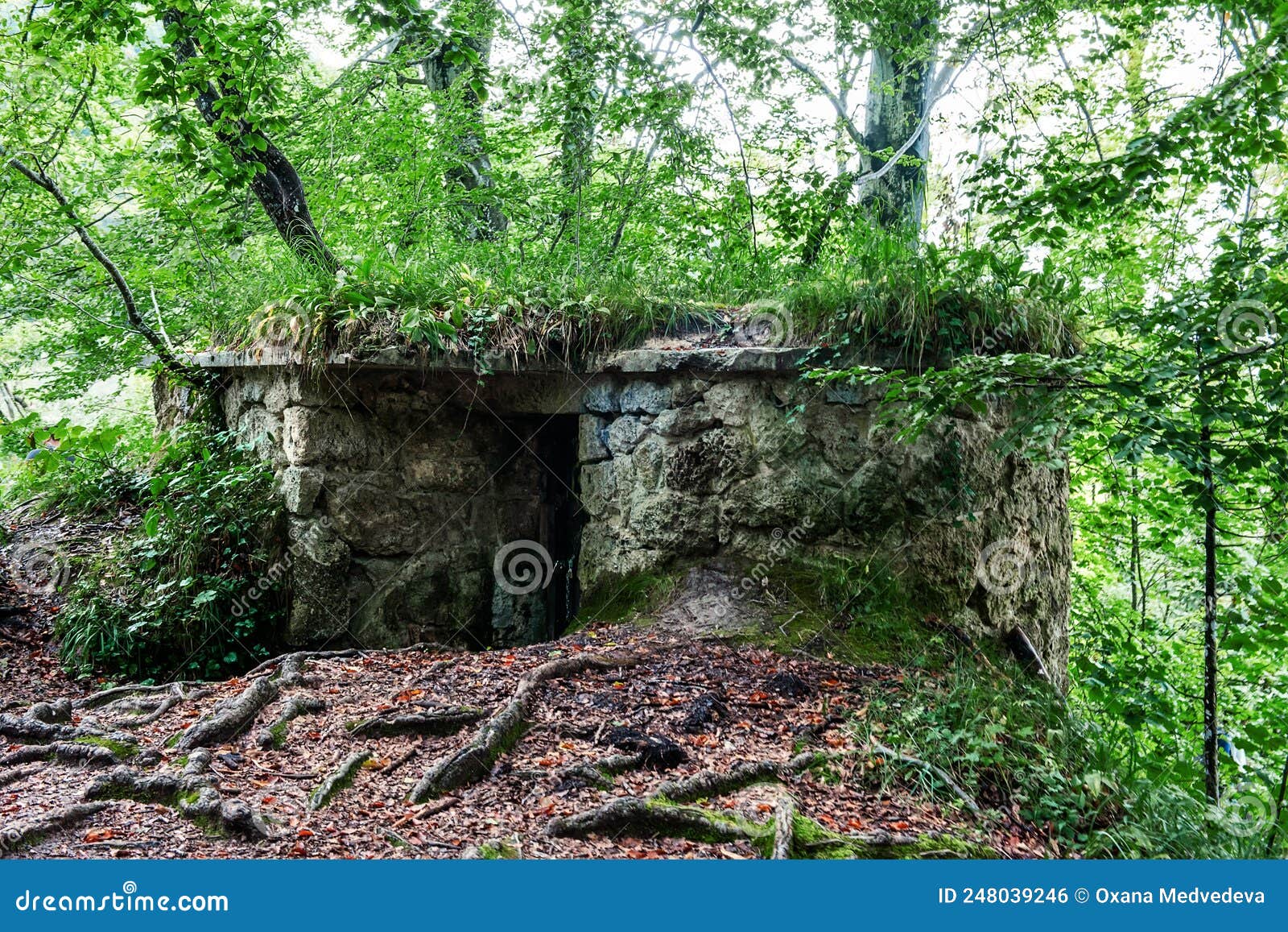 Cave of the Druids. Dolmen in the Forest Stock Photo - Image of ...