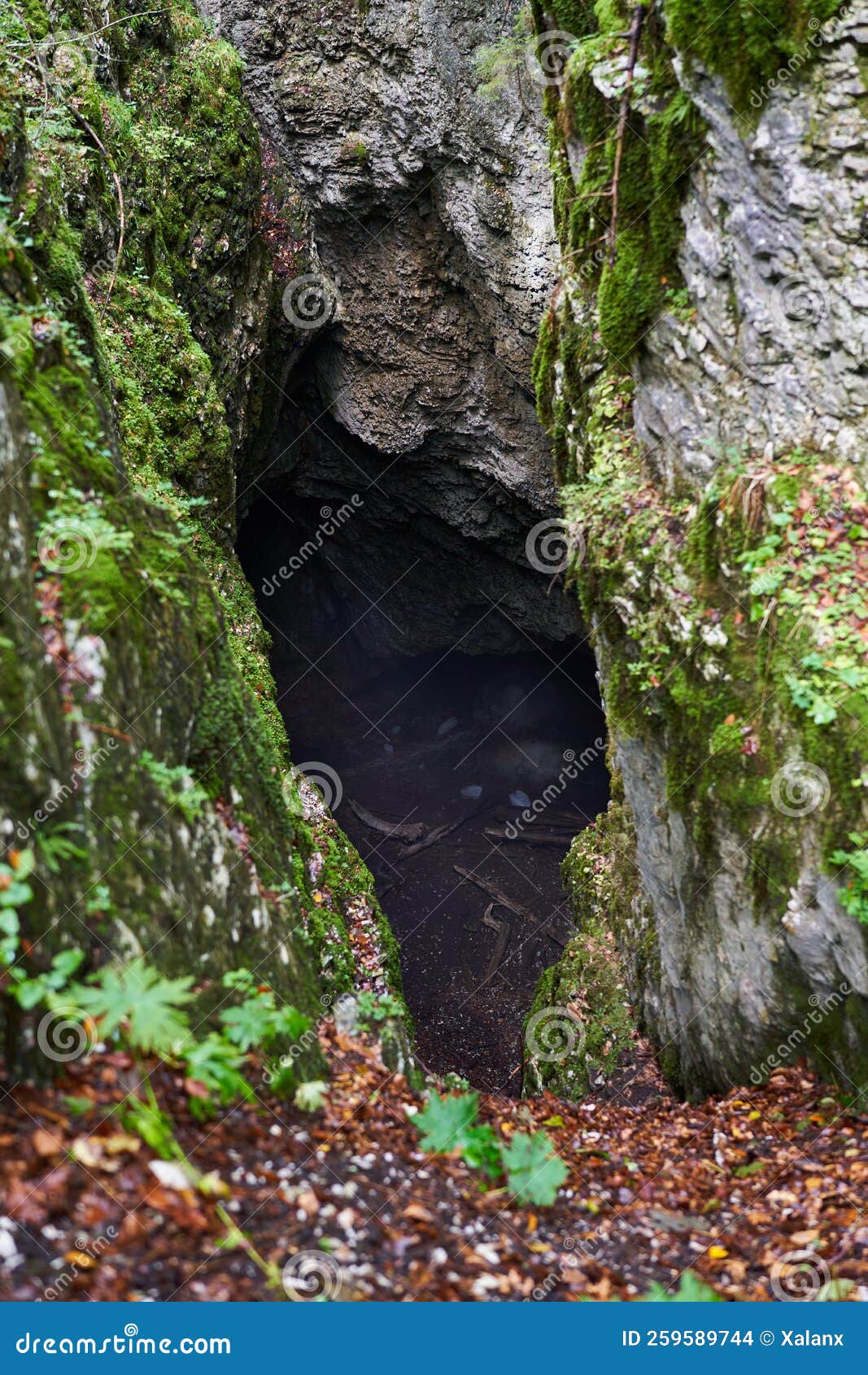 Cave Entrance in the Forest Stock Photo - Image of deep, mysterious ...