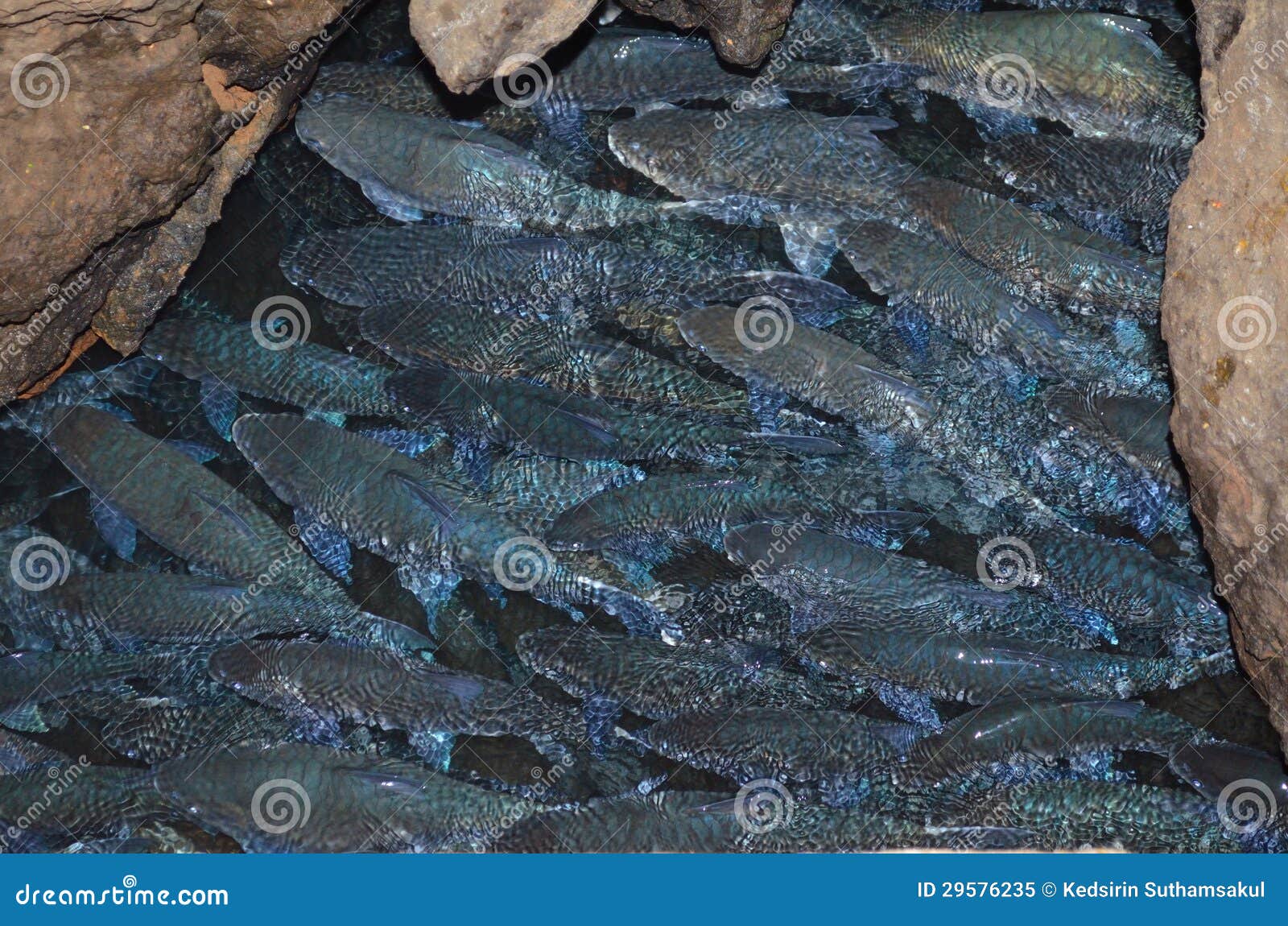 Cave fish stock image. Image of light, environment, stone - 29576235