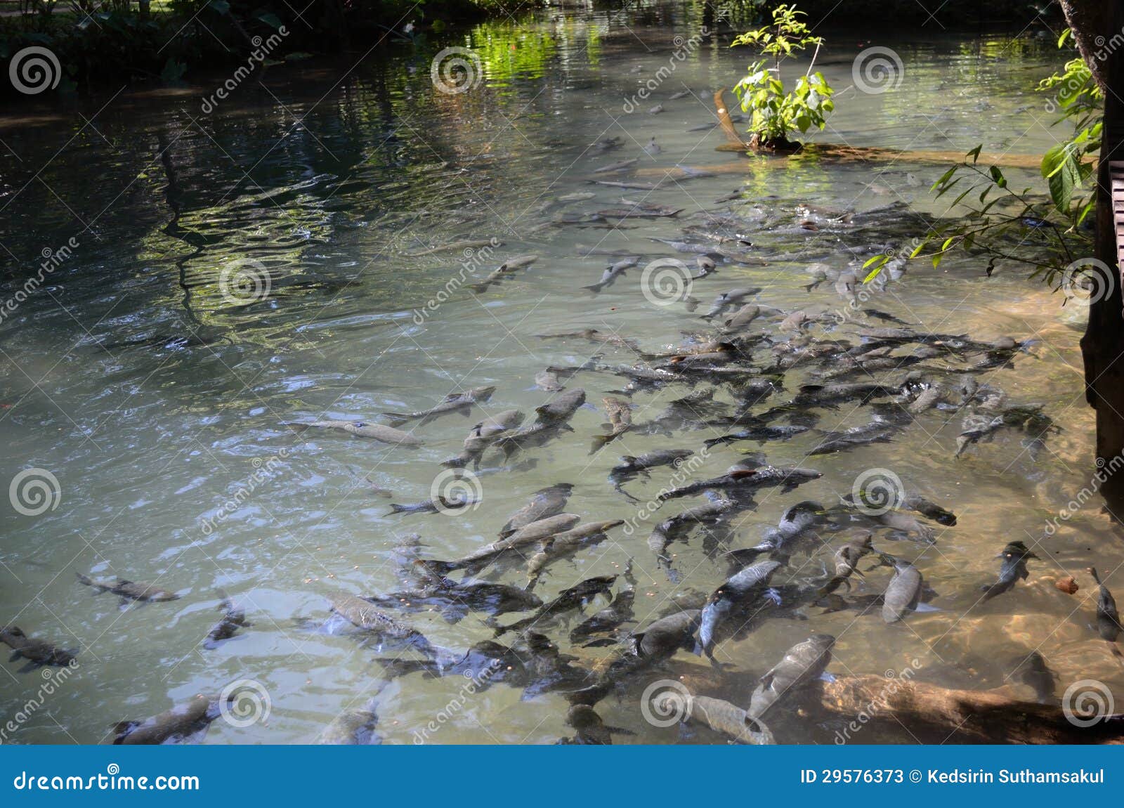 Cave fish stock image. Image of nature, animal, green - 29576373