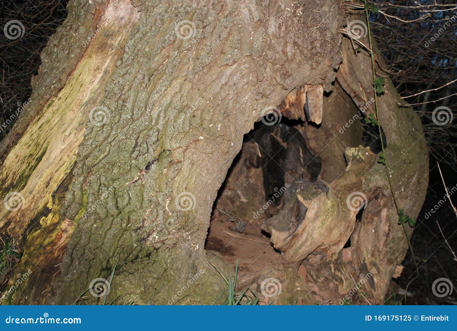 A Cave Hole Inside a Dead Tree Stock Image - Image of natural, cave ...