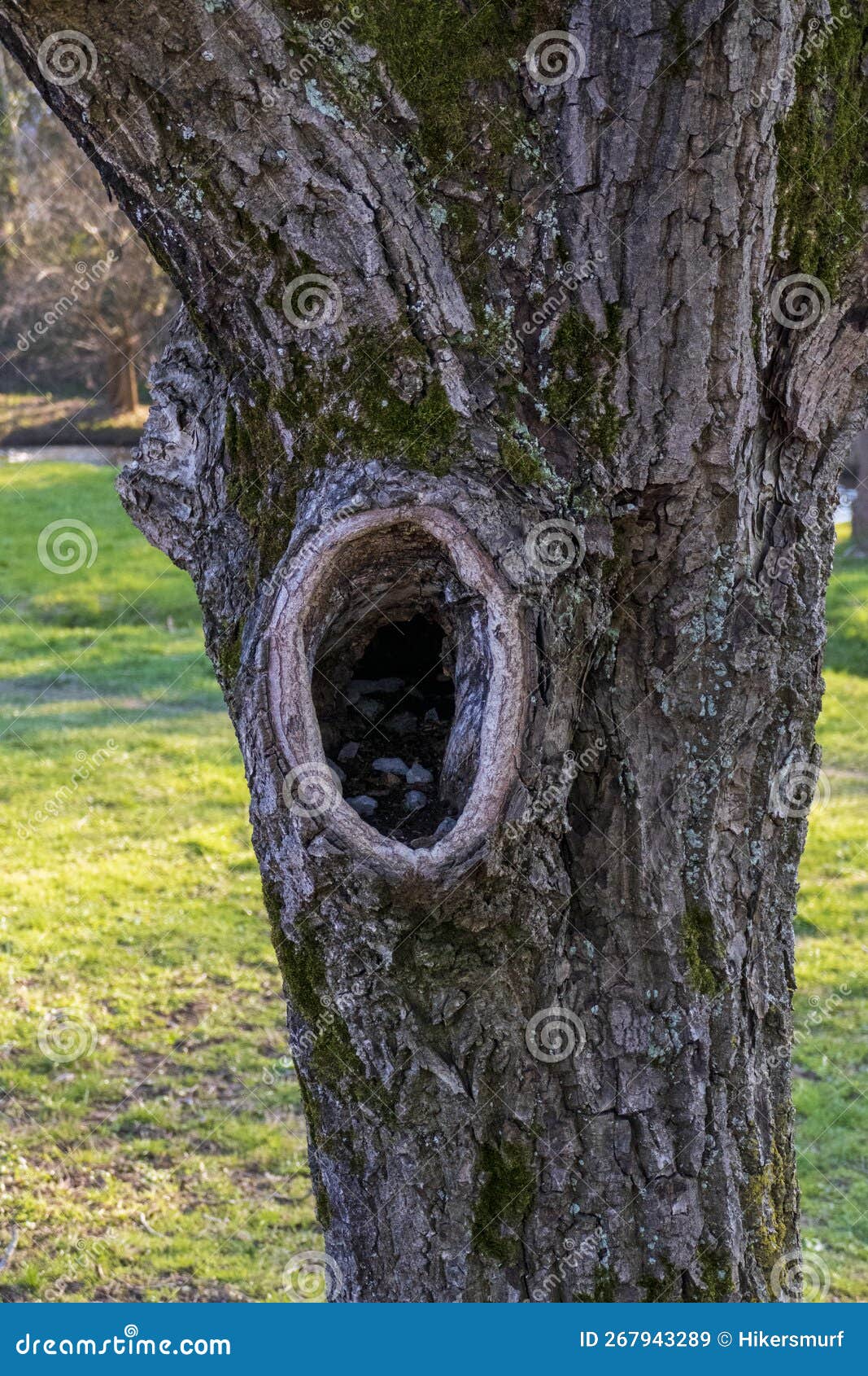 Cave, Hole in Old Gnarled Tree, Shelter Animals Stock Image - Image of ...