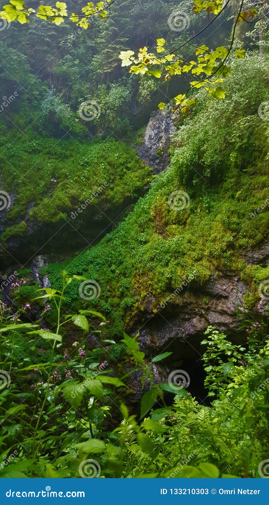 Cave with moss and a tree stock image. Image of green - 133210303
