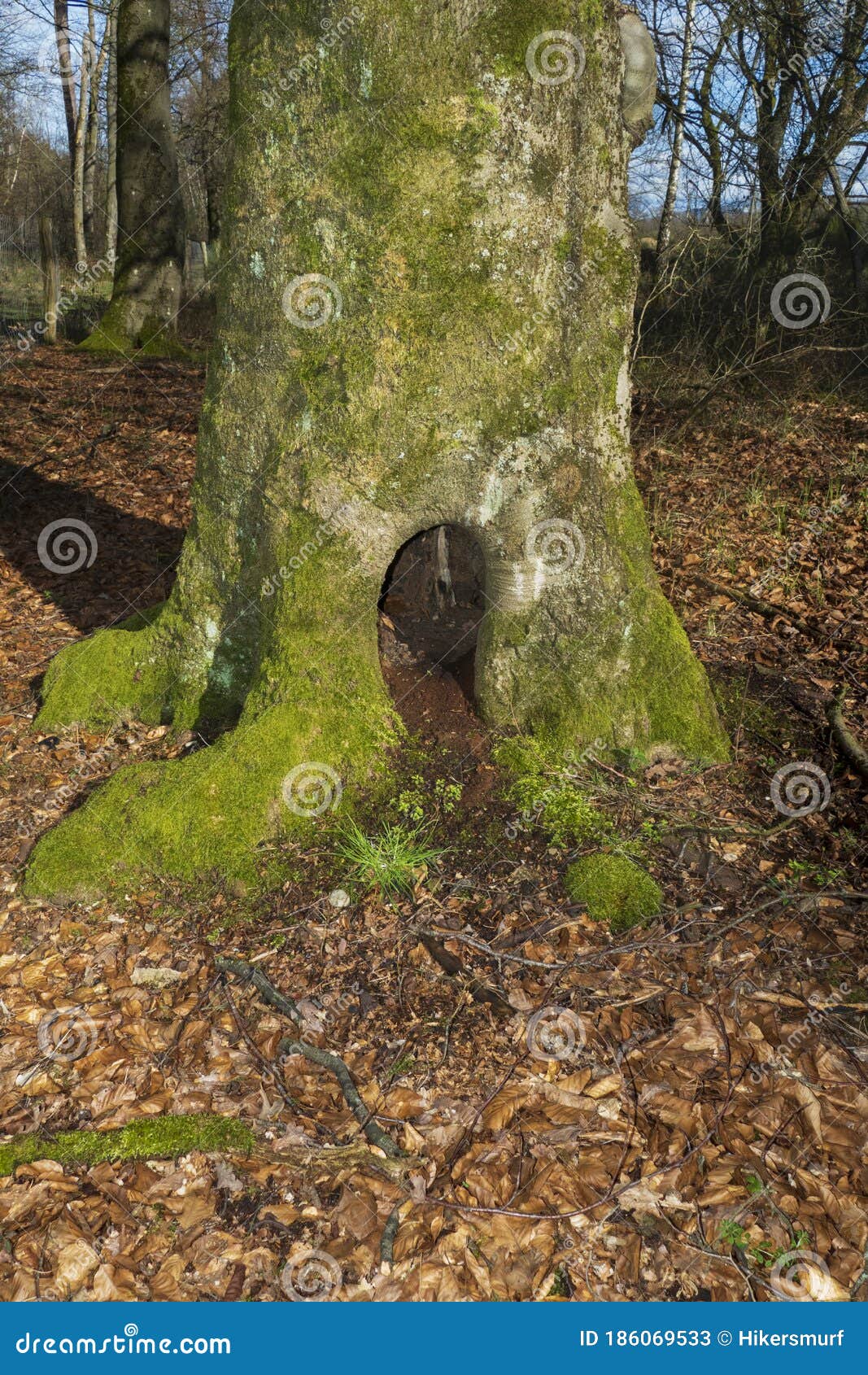 Cave in an old tree stock image. Image of hole, home - 186069533