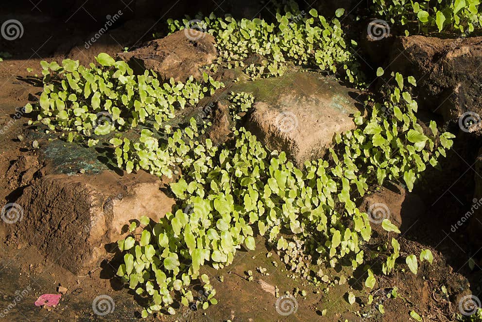 Thriving Cave Plants stock image. Image of grass, plants - 45852365