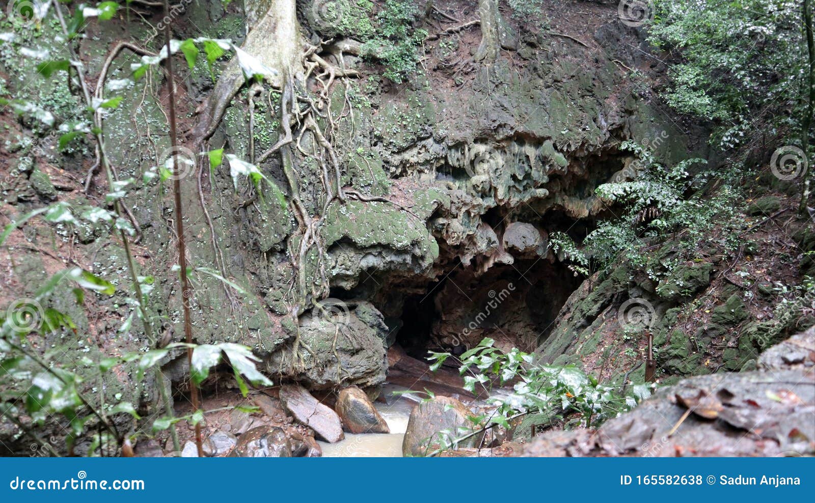 Cave in a Rain Forest .not Editing Stock Photo - Image of rain, editing ...
