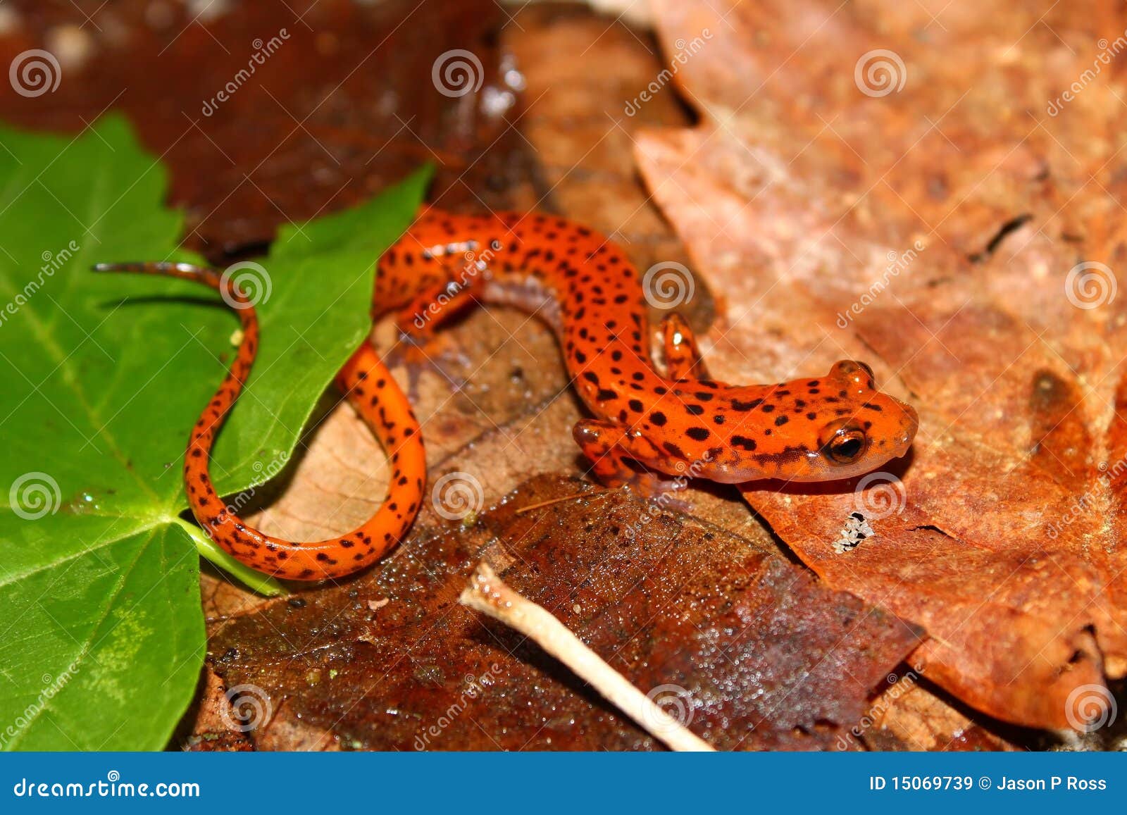 Cave Salamander (Eurycea Lucifuga) Royalty-Free Stock Photography ...