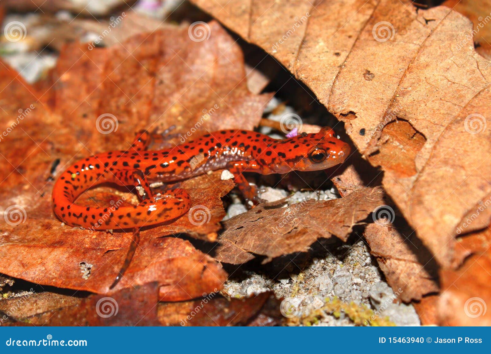 Cave Salamander (Eurycea Lucifuga) Stock Photo - Image of environment ...