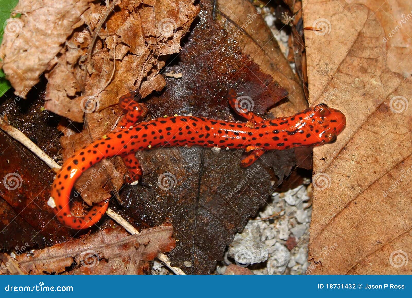 Cave Salamander (Eurycea Lucifuga) Stock Photo - Image of alabama ... Cave Salamander (Eurycea Lucifuga) Stock Photo - Image of alabama ...