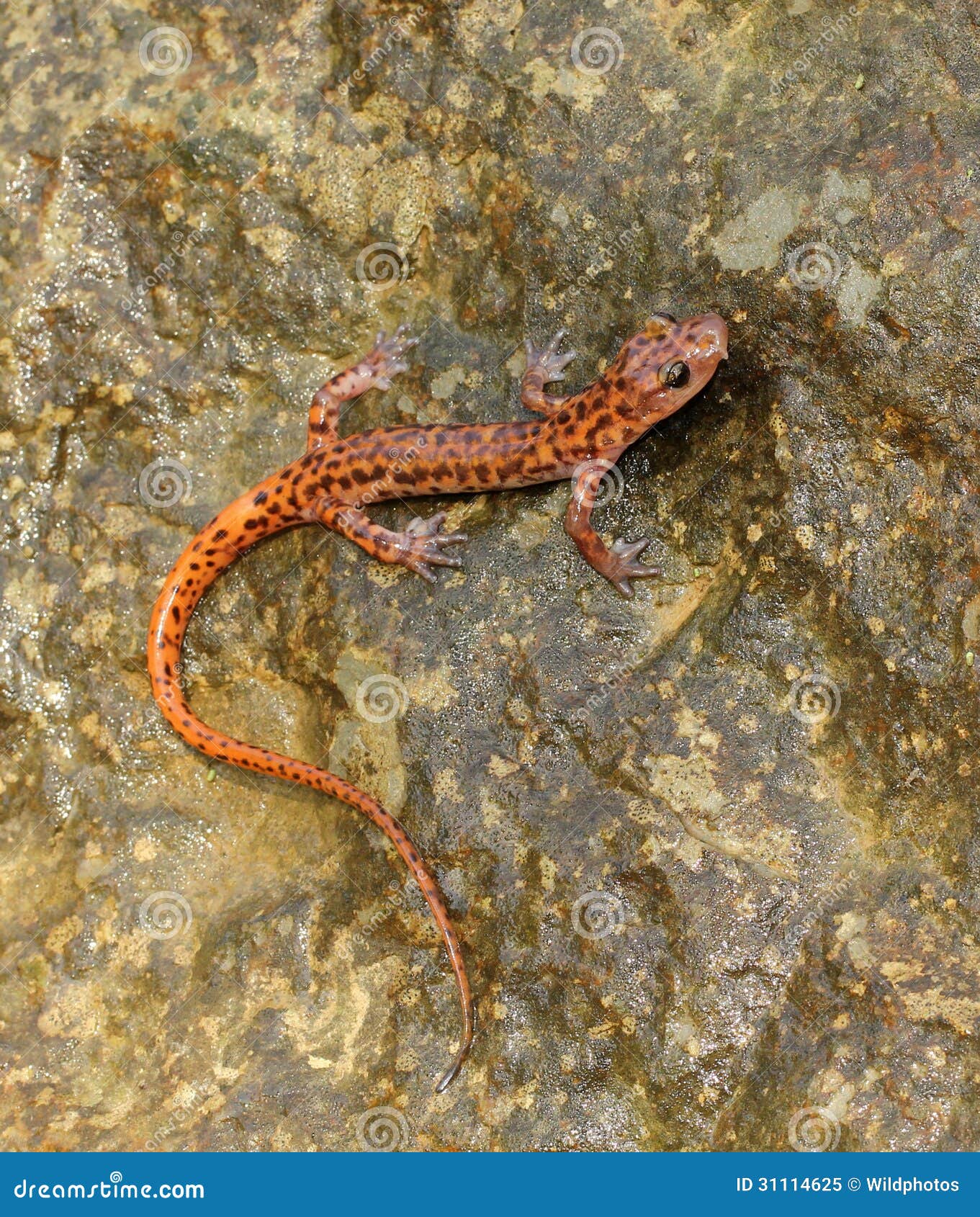 Cave Salamander stock image. Image of herps, herptiles - 31114625