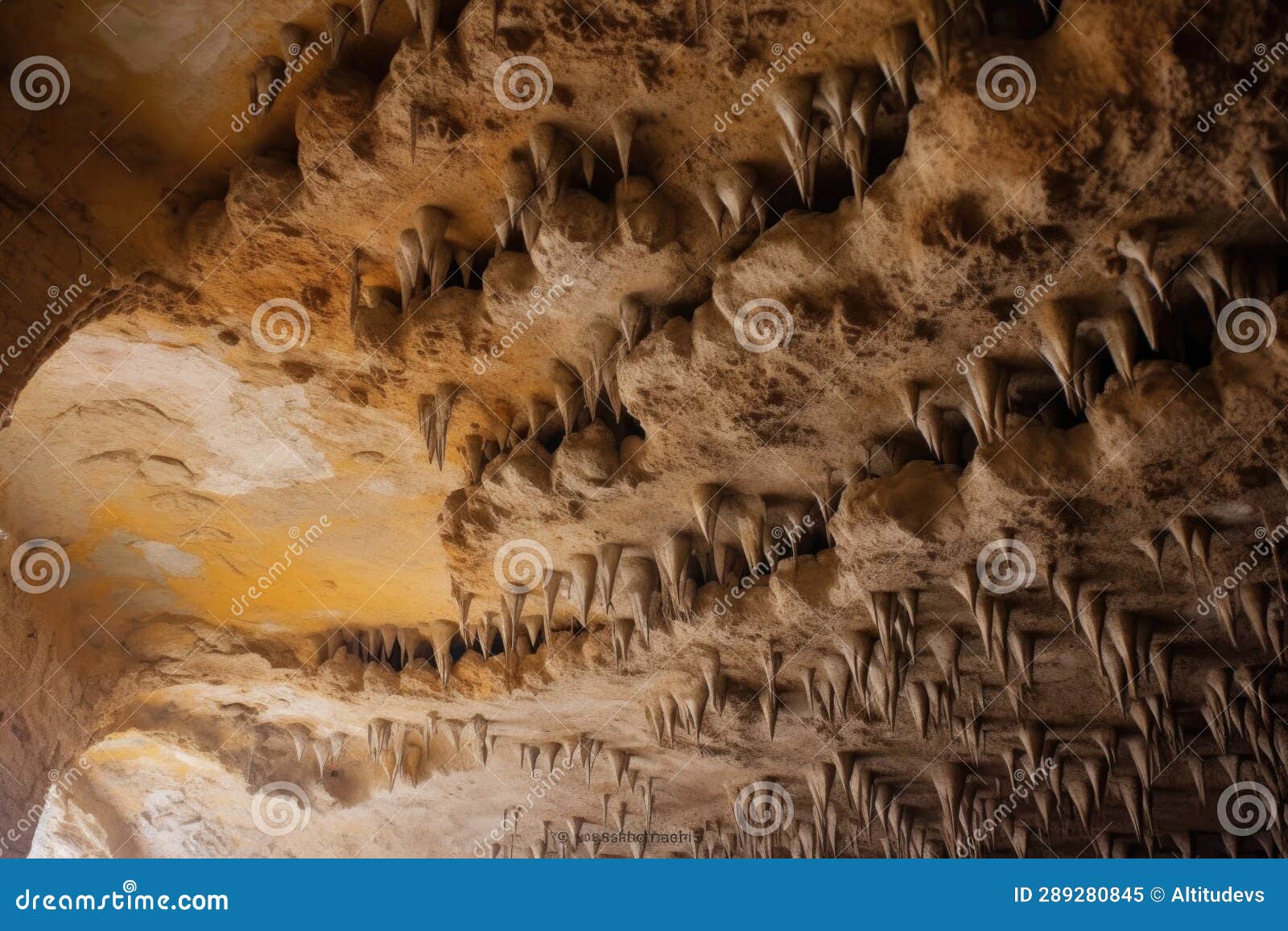 Cave Swallow Nests Attached To Cave Ceiling Stock Image - Image of view ...