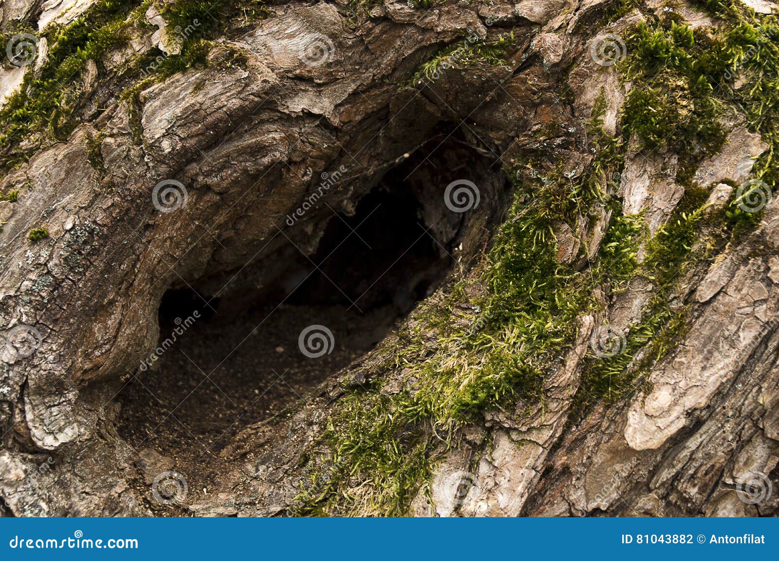 Cave in tree stock photo. Image of bark, tree, dark, background - 81043882