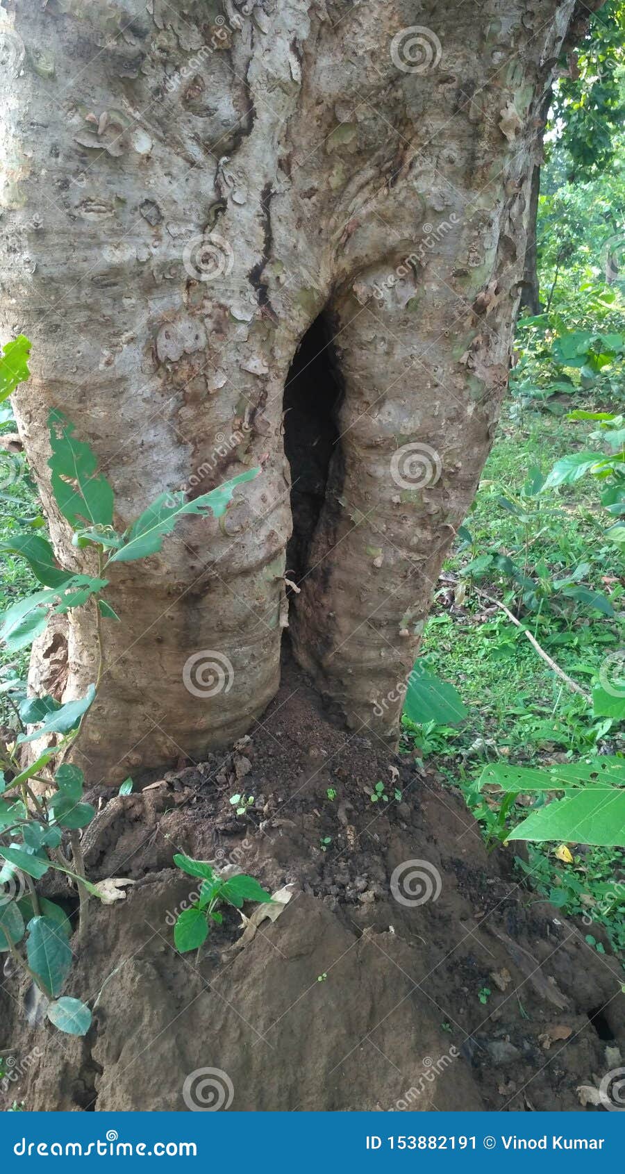 Cave in tree stock image. Image of nature, natural, green - 153882191