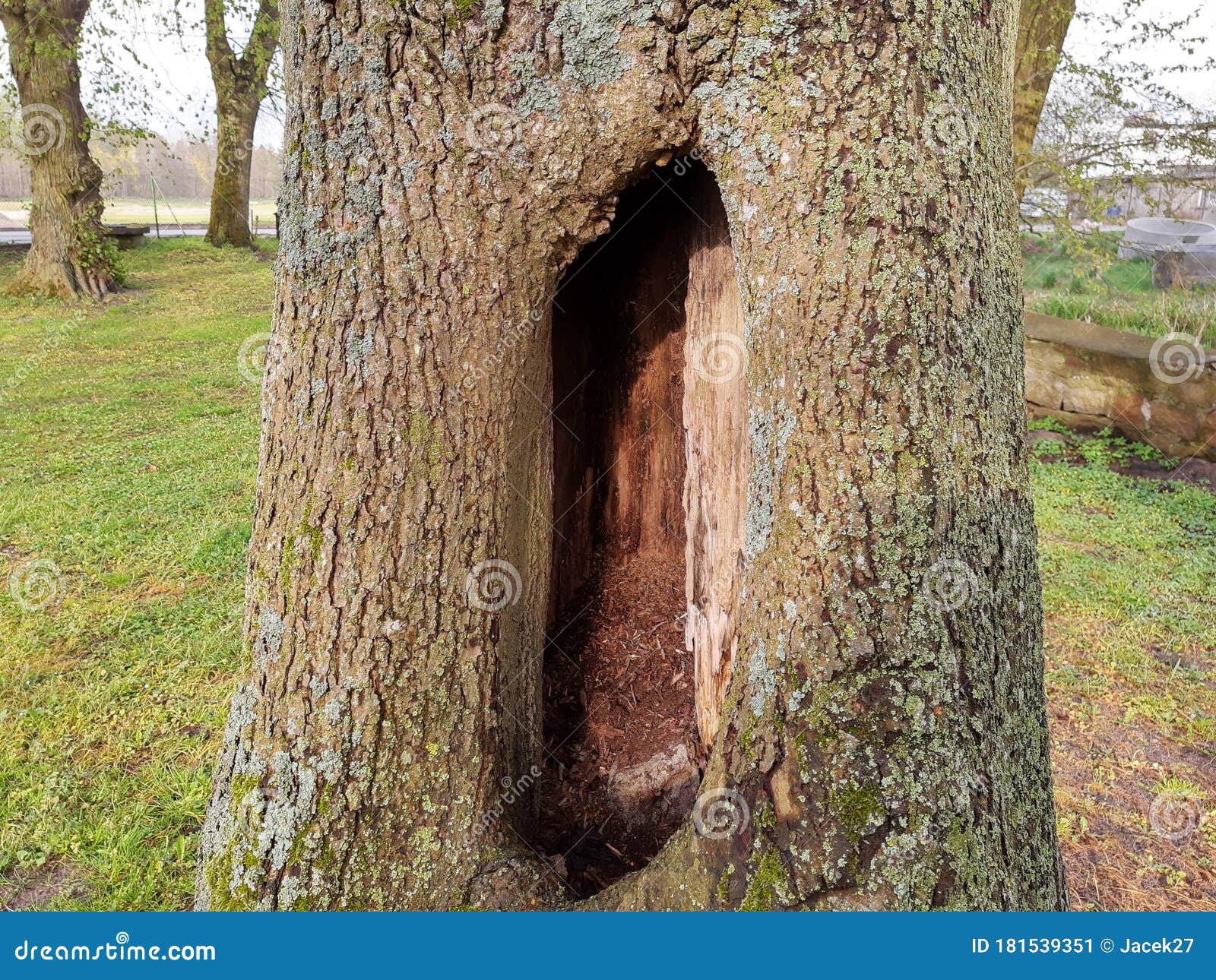 Cave between tree roots stock image. Image of hollow - 181539351