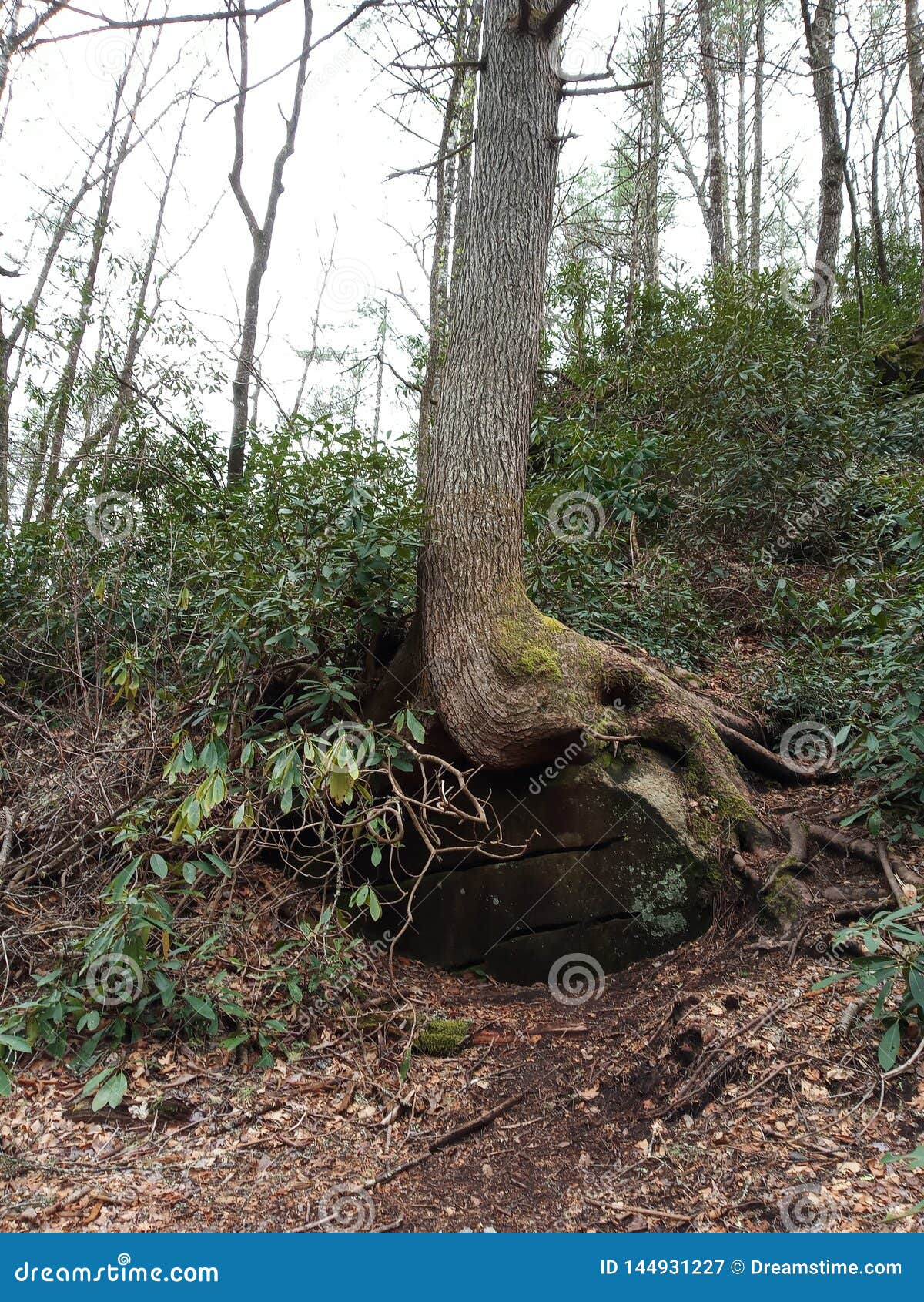 The cave under the tree stock image. Image of cave, nature - 144931227